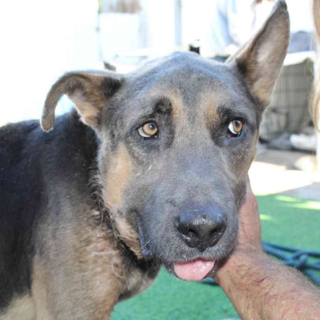 Donate to Atticus | Support animal welfare with CUDDLY