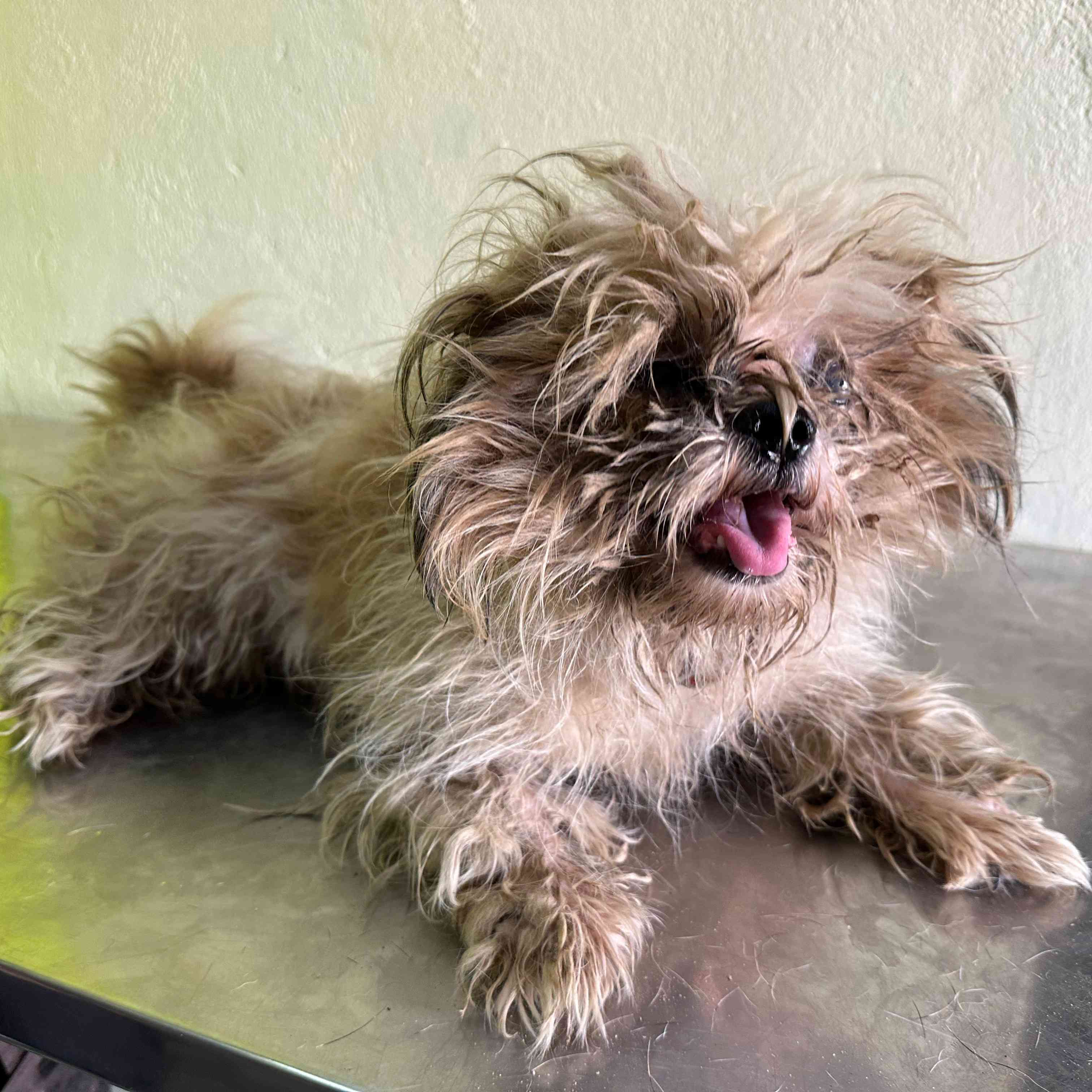 Donate to These Overbred Animals | Support animal welfare with CUDDLY