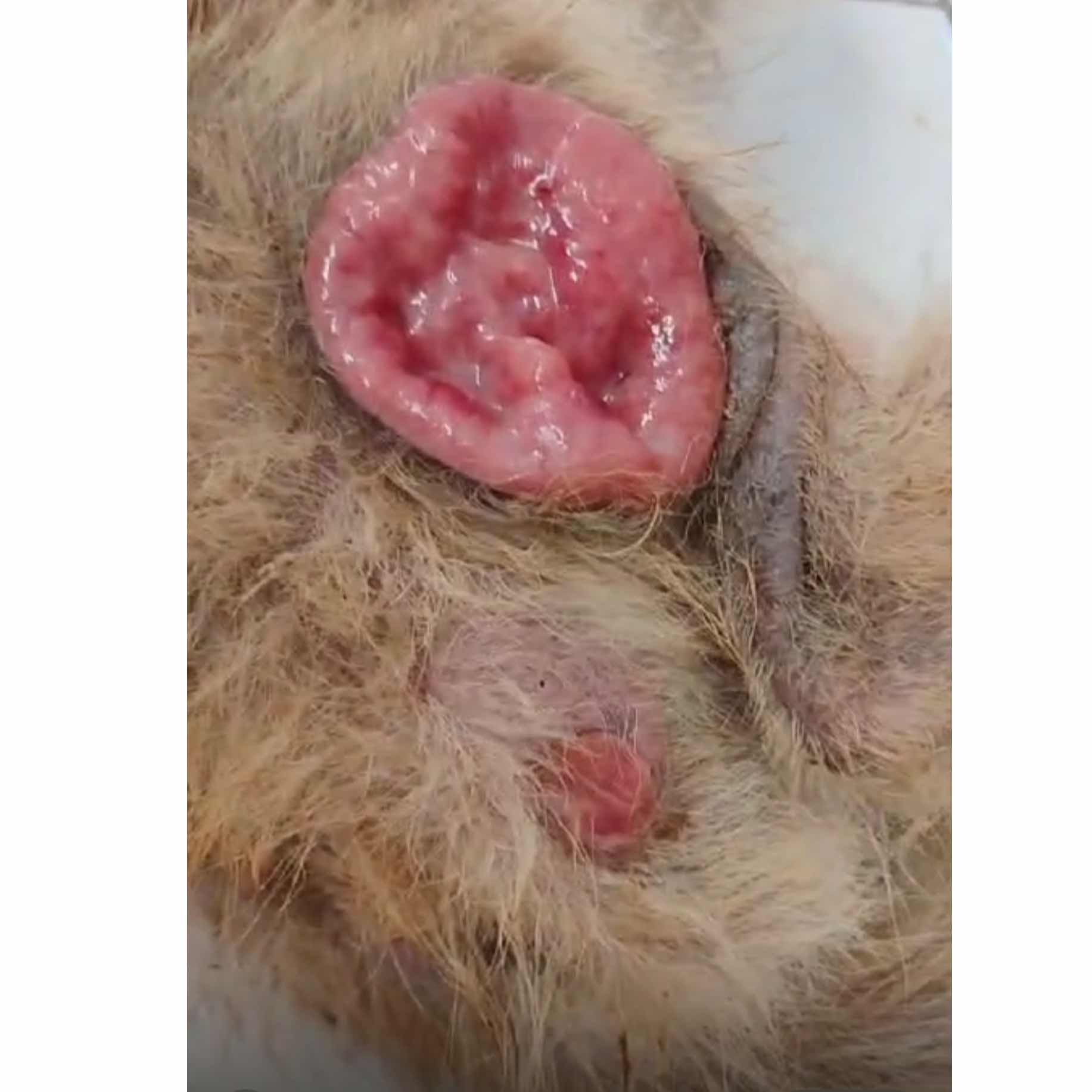 Donate to Sick dog needs chemo treatments | Support animal welfare with ...