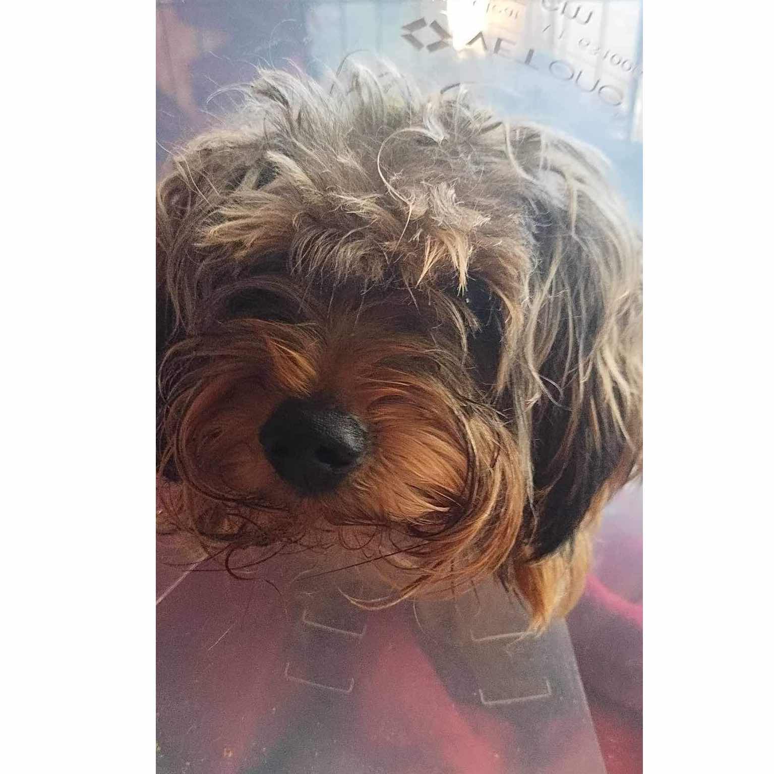 Donate to Dexter | Support animal welfare with CUDDLY