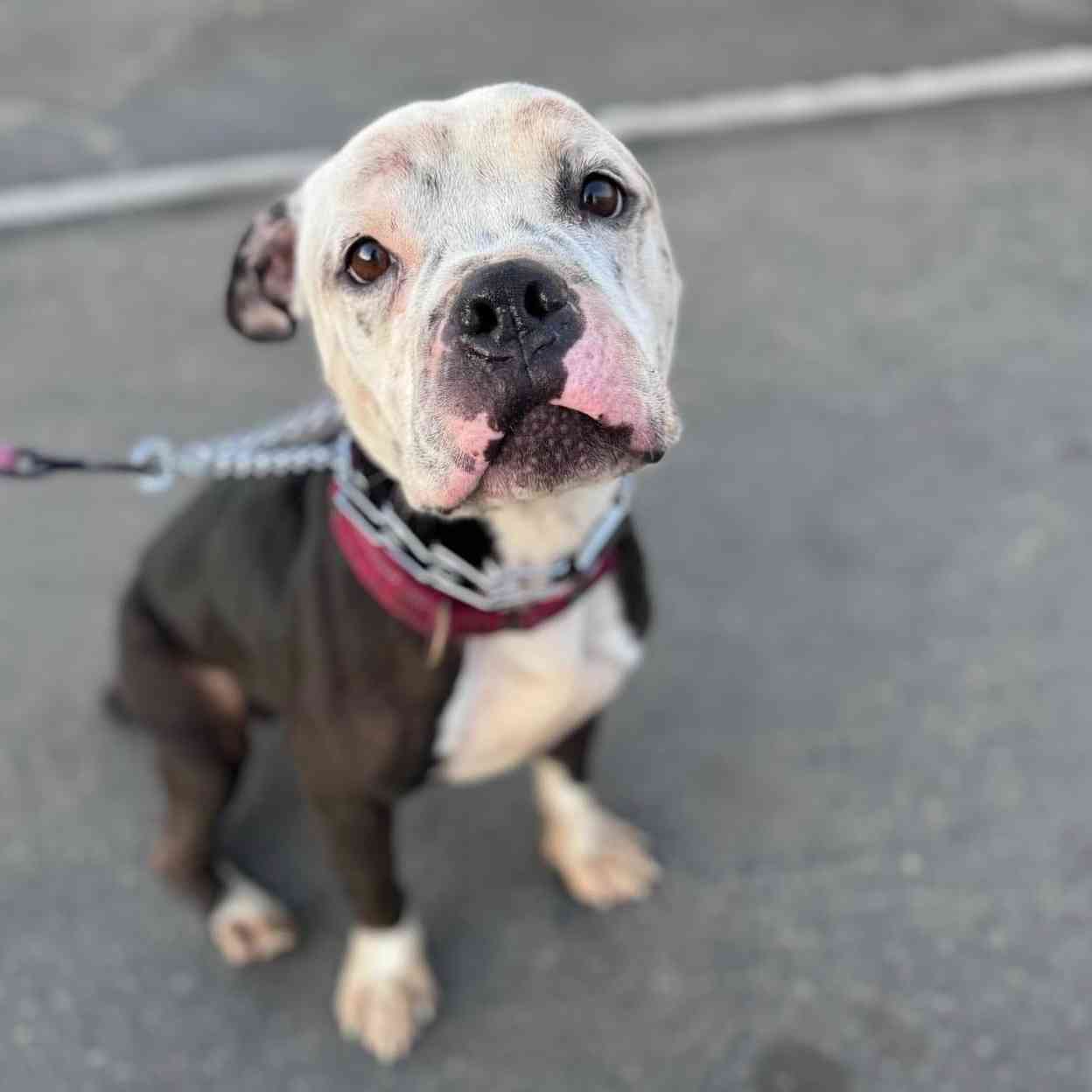 Donate to These 16 Dogs | Support animal welfare with CUDDLY