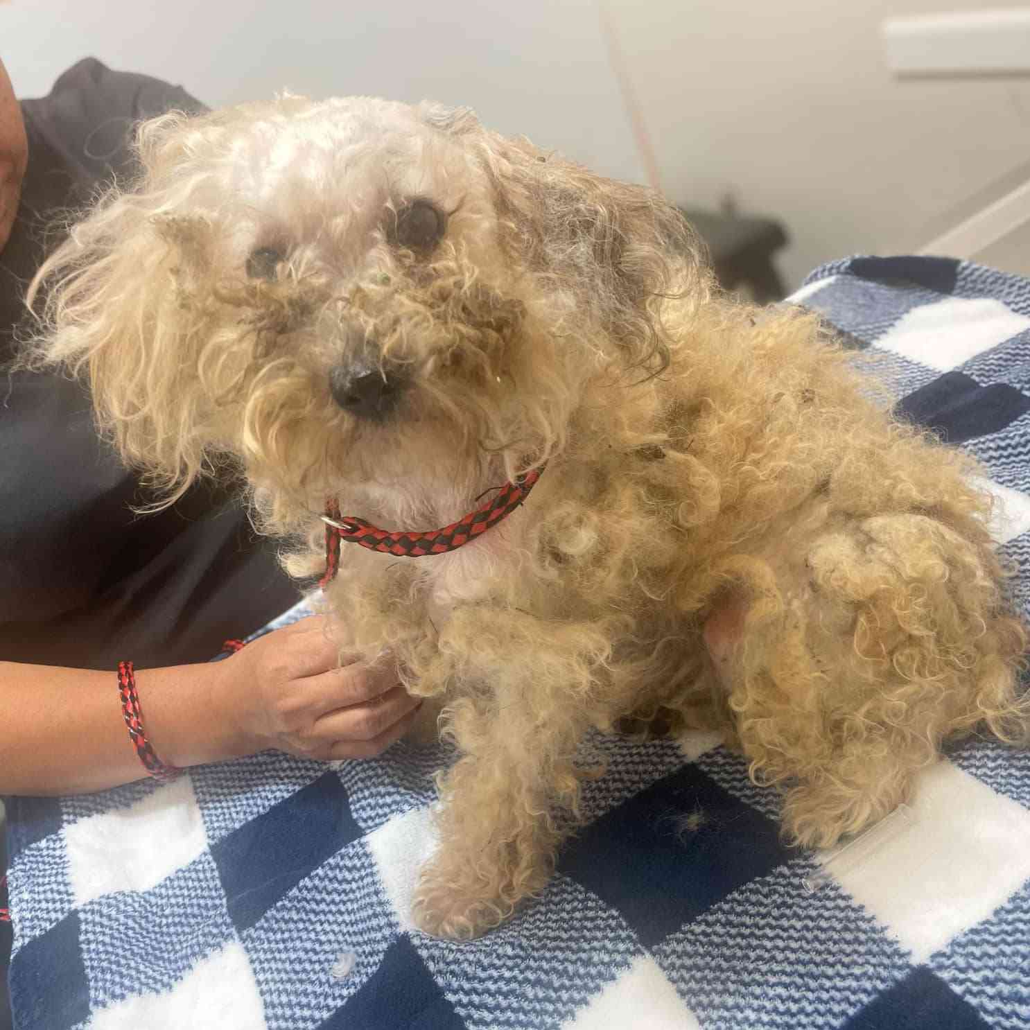 Donate to Alfie | Support animal welfare with CUDDLY