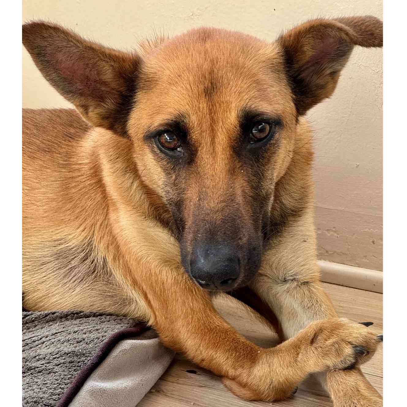Donate to Turkey | Support animal welfare with CUDDLY