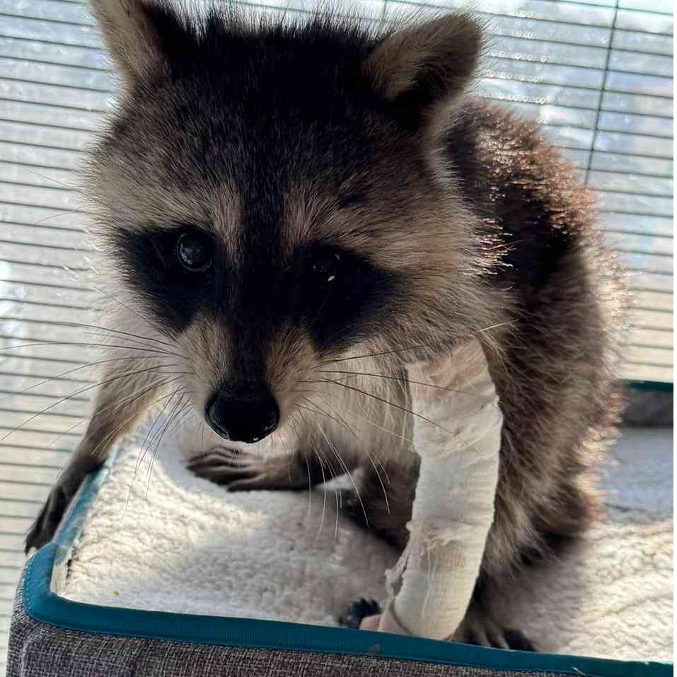 Donate to This Injured Raccoon | Support animal welfare with CUDDLY