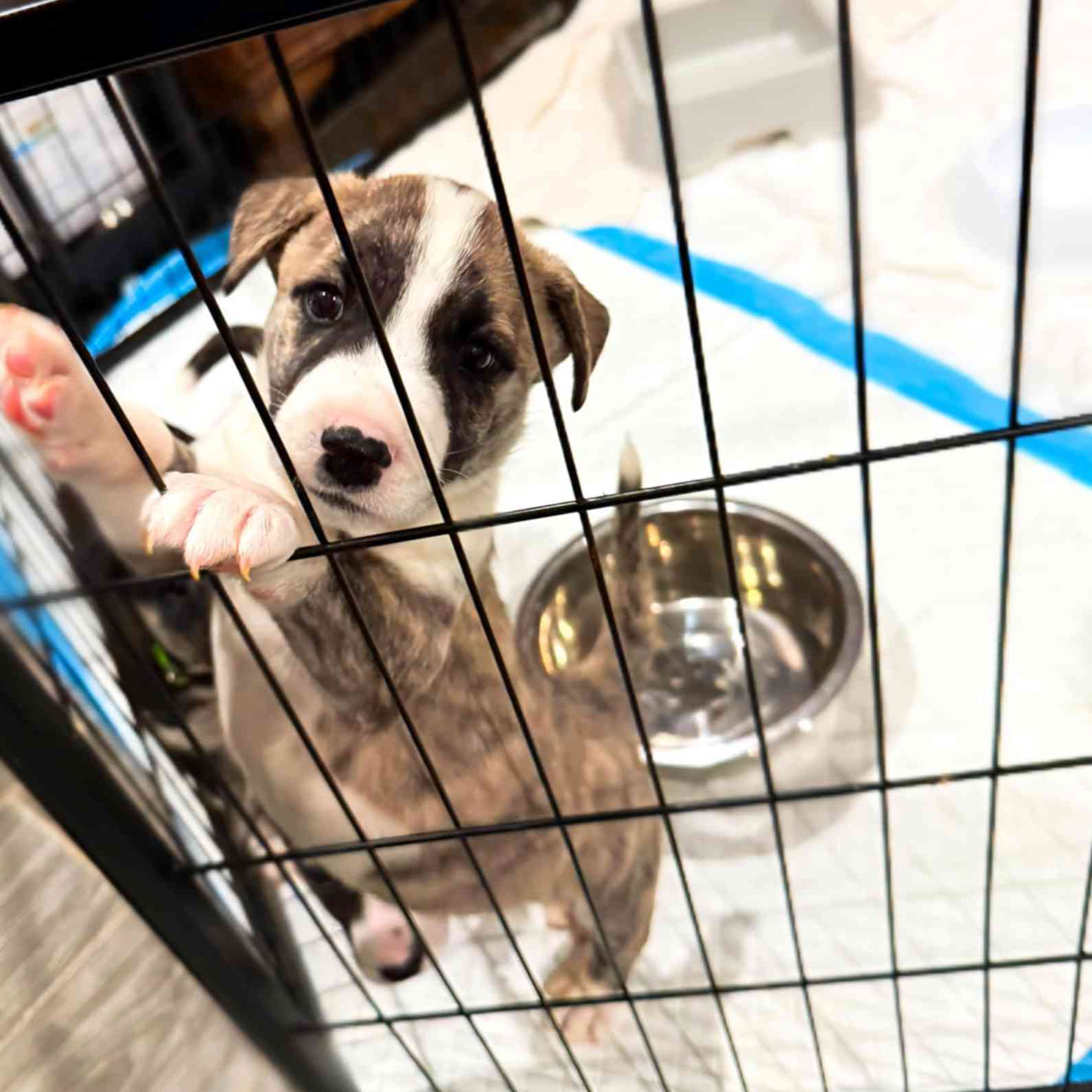 Donate to Our Hungry Puppies | Support animal welfare with CUDDLY