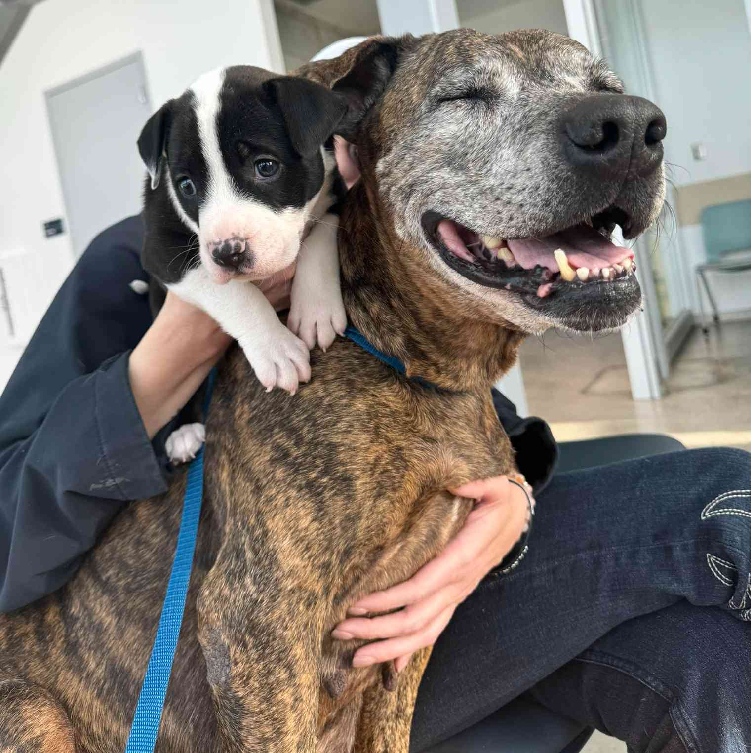 Donate to Scarlett & Sienna | Support animal welfare with CUDDLY