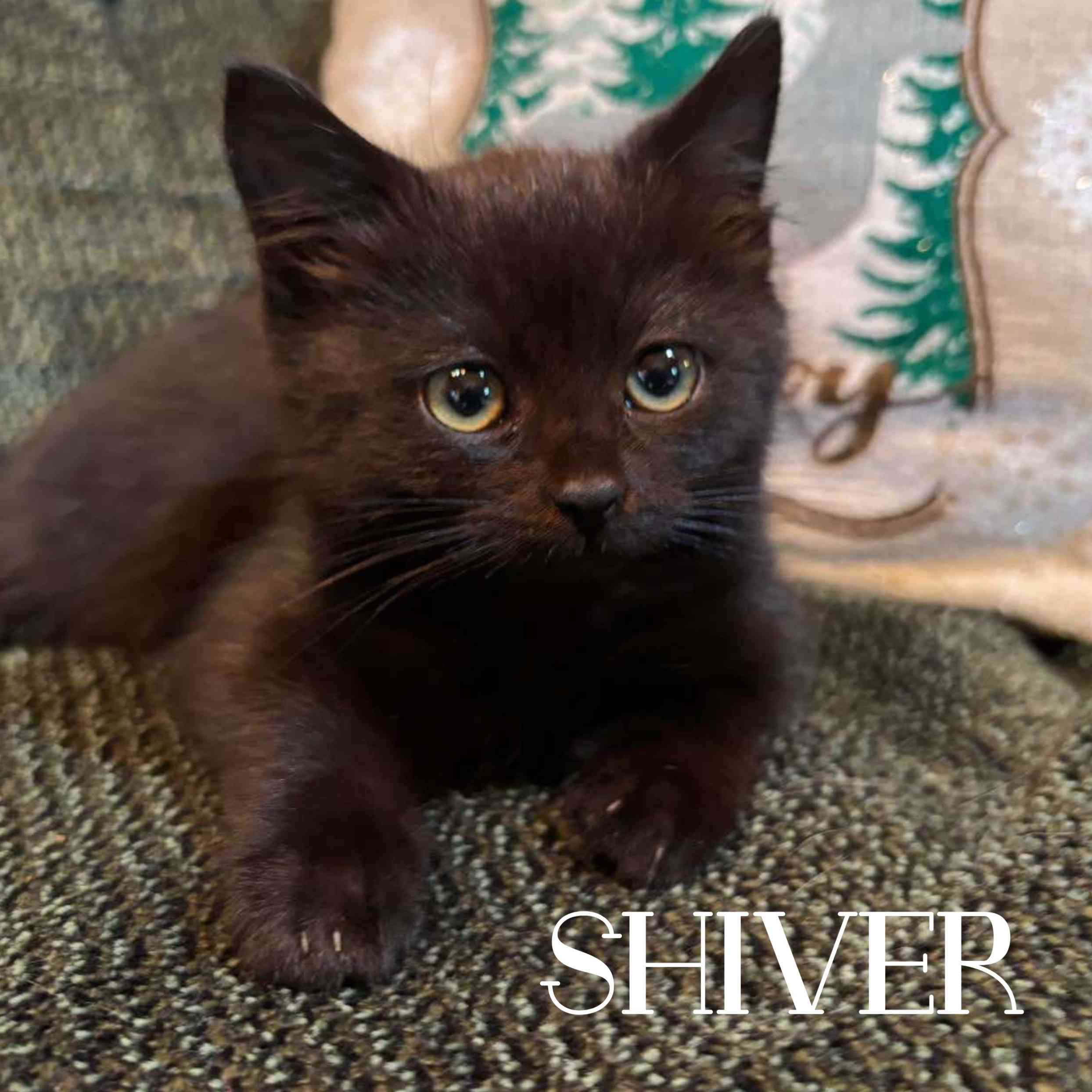 Donate to Shiver | Support animal welfare with CUDDLY