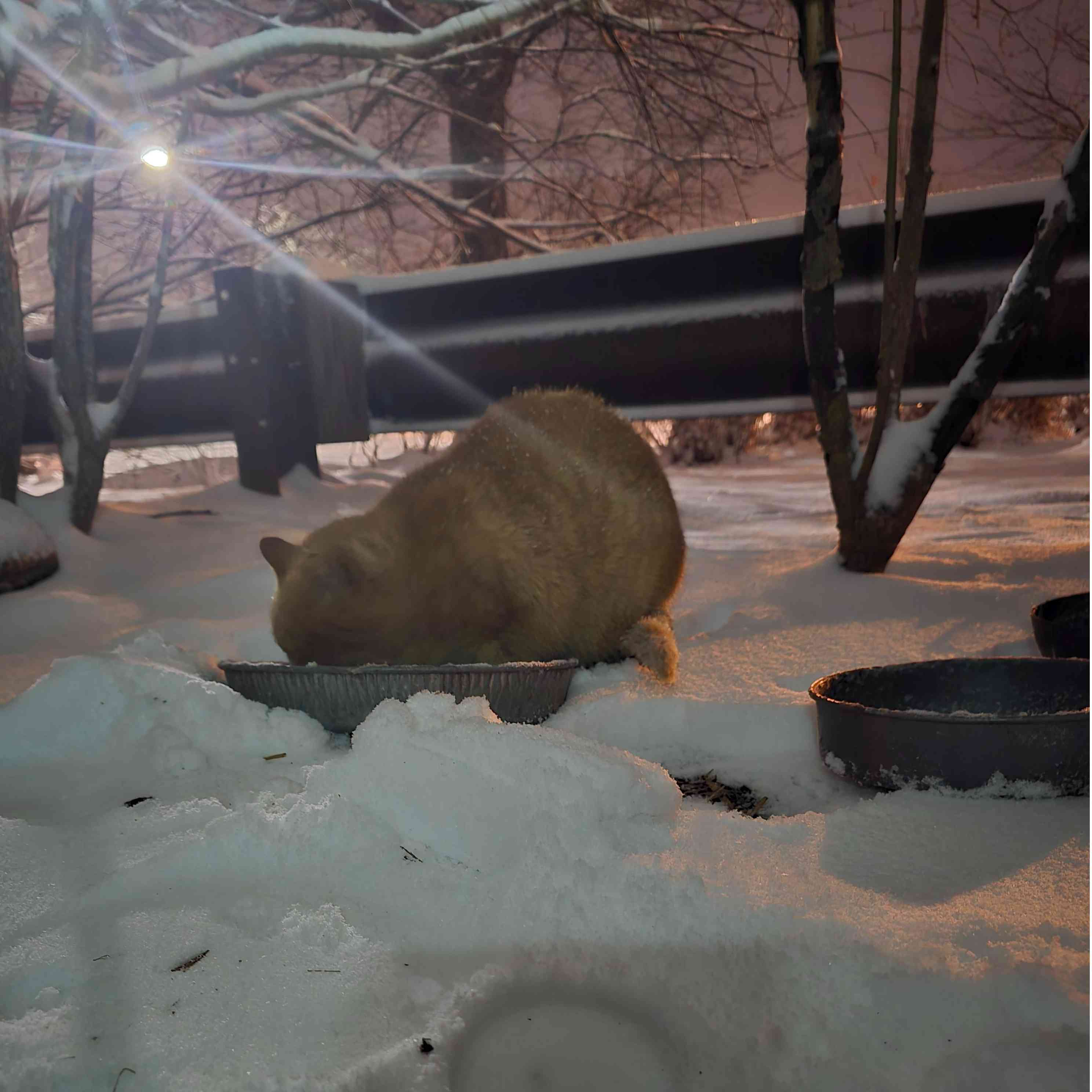 Donate to These 70+ Cats In Need | Support animal welfare with CUDDLY