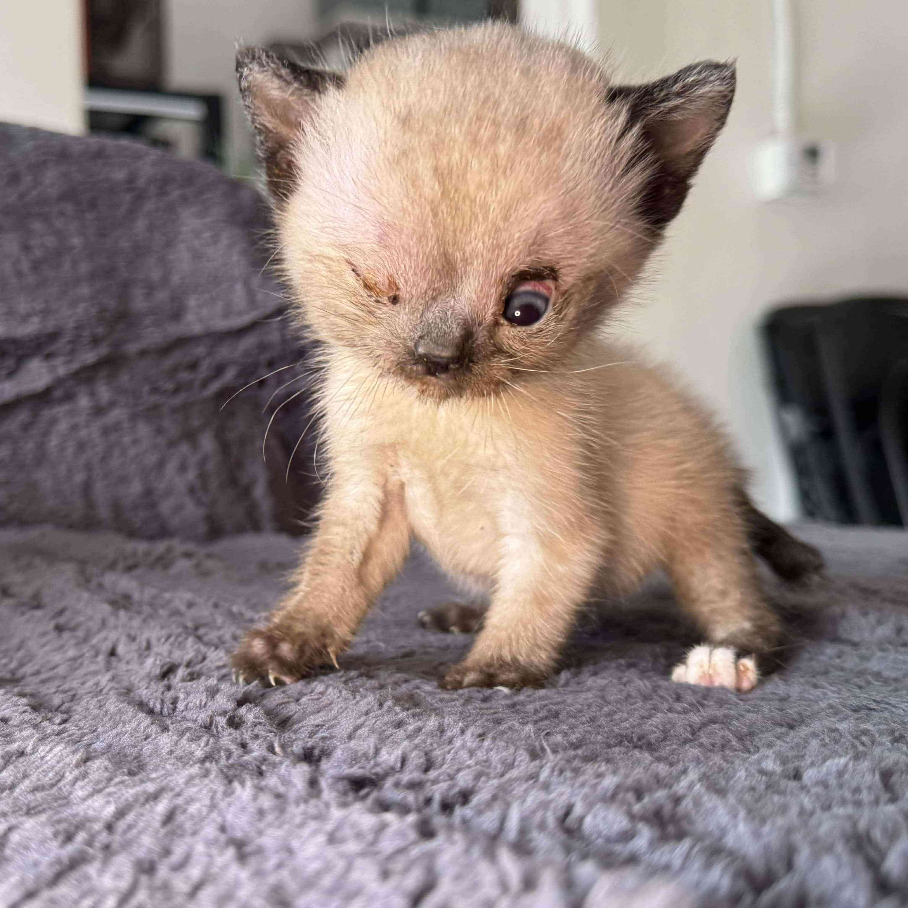 Donate to Skippy | Support animal welfare with CUDDLY