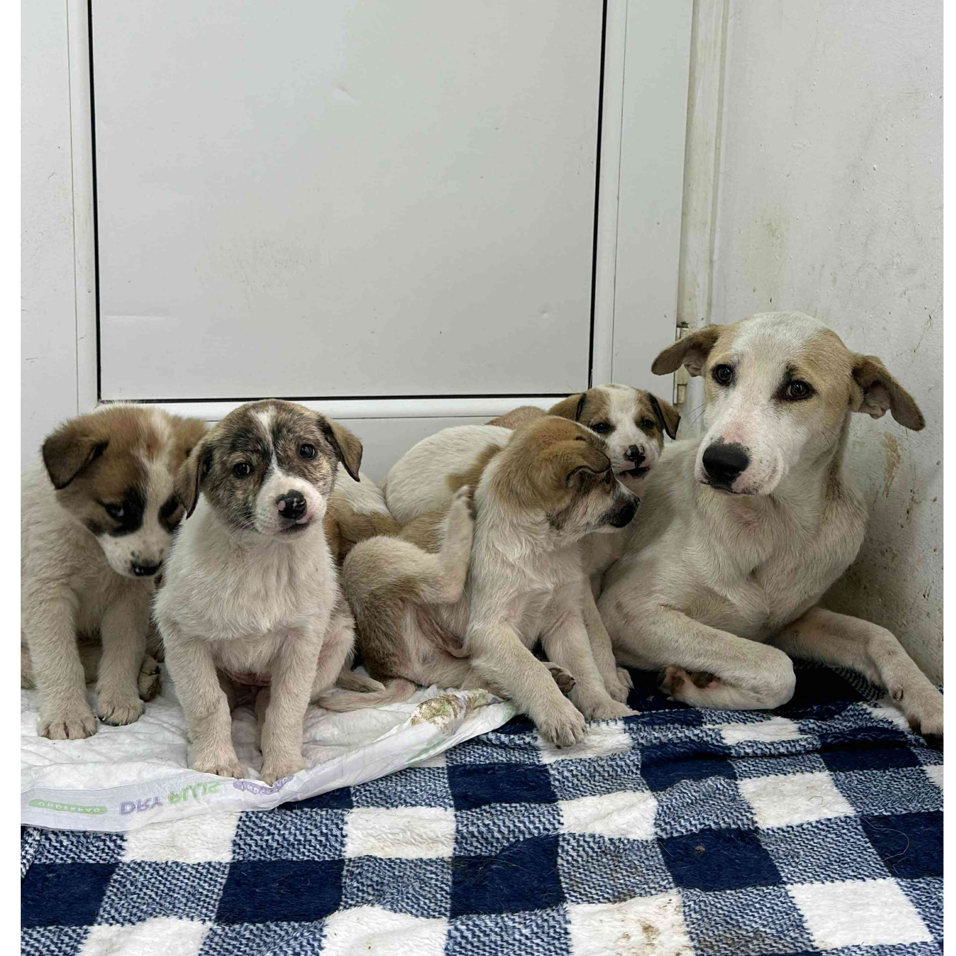 Donate to Ruth | Support animal welfare with CUDDLY