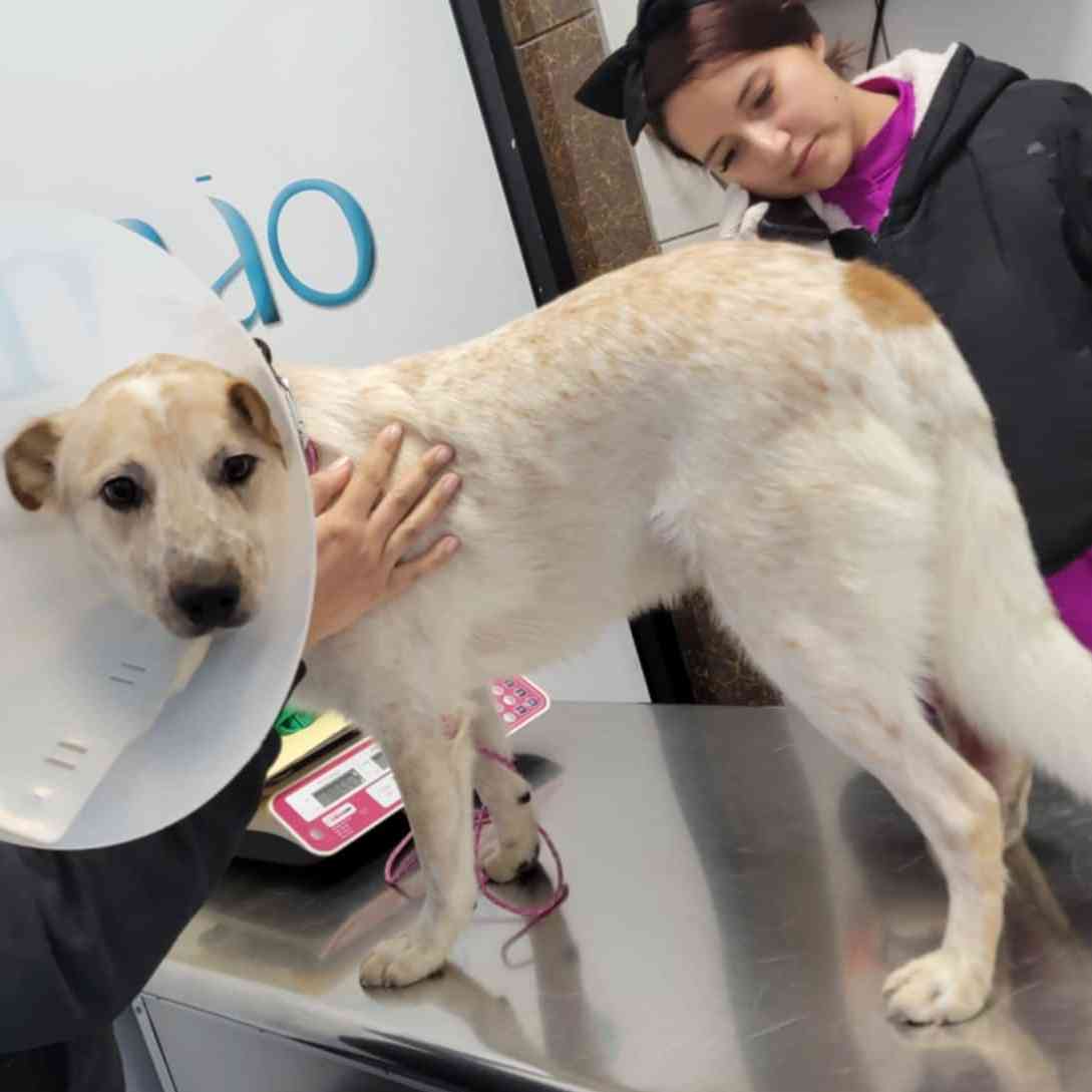 Donate to Prof. Cooper | Support animal welfare with CUDDLY