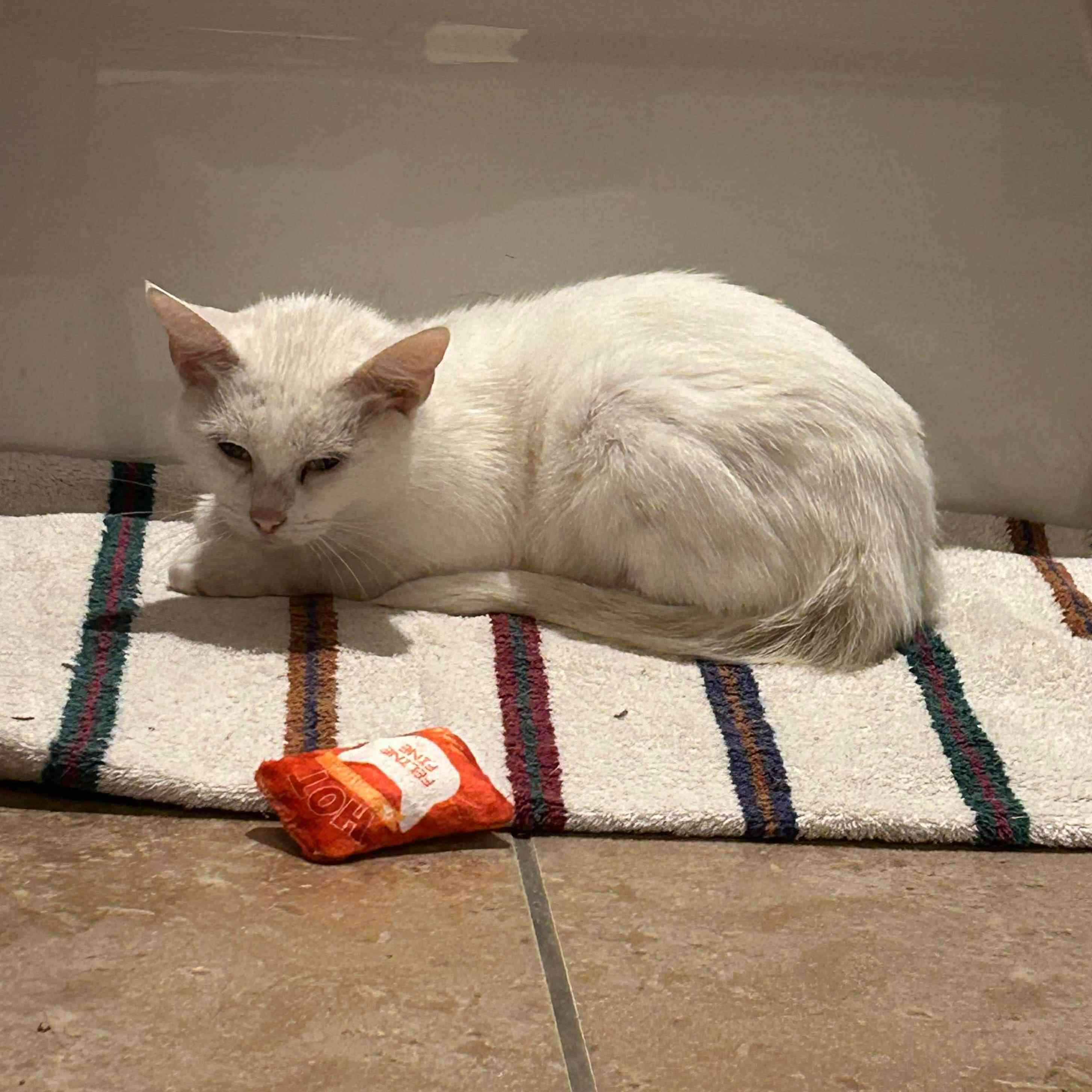 Donate to Pearl | Support animal welfare with CUDDLY