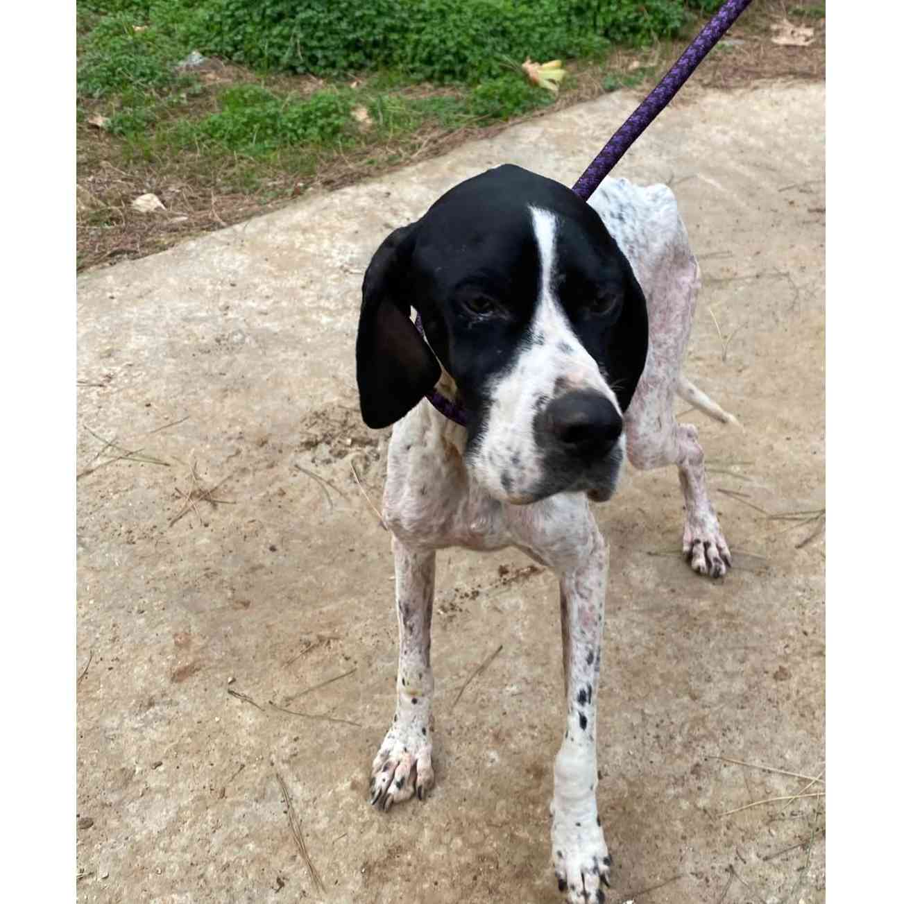 Donate to Ellie Bellie | Support animal welfare with CUDDLY