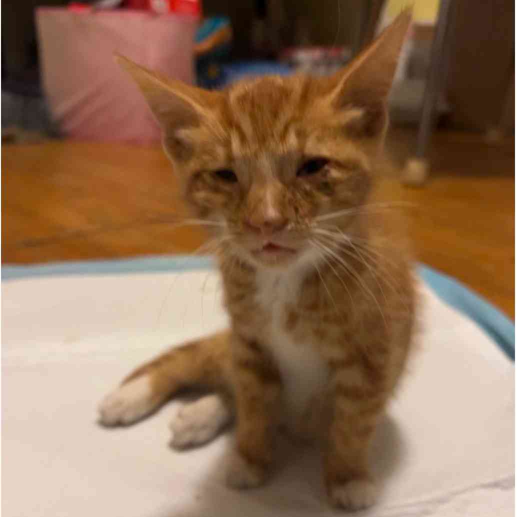 Donate to Parker | Support animal welfare with CUDDLY