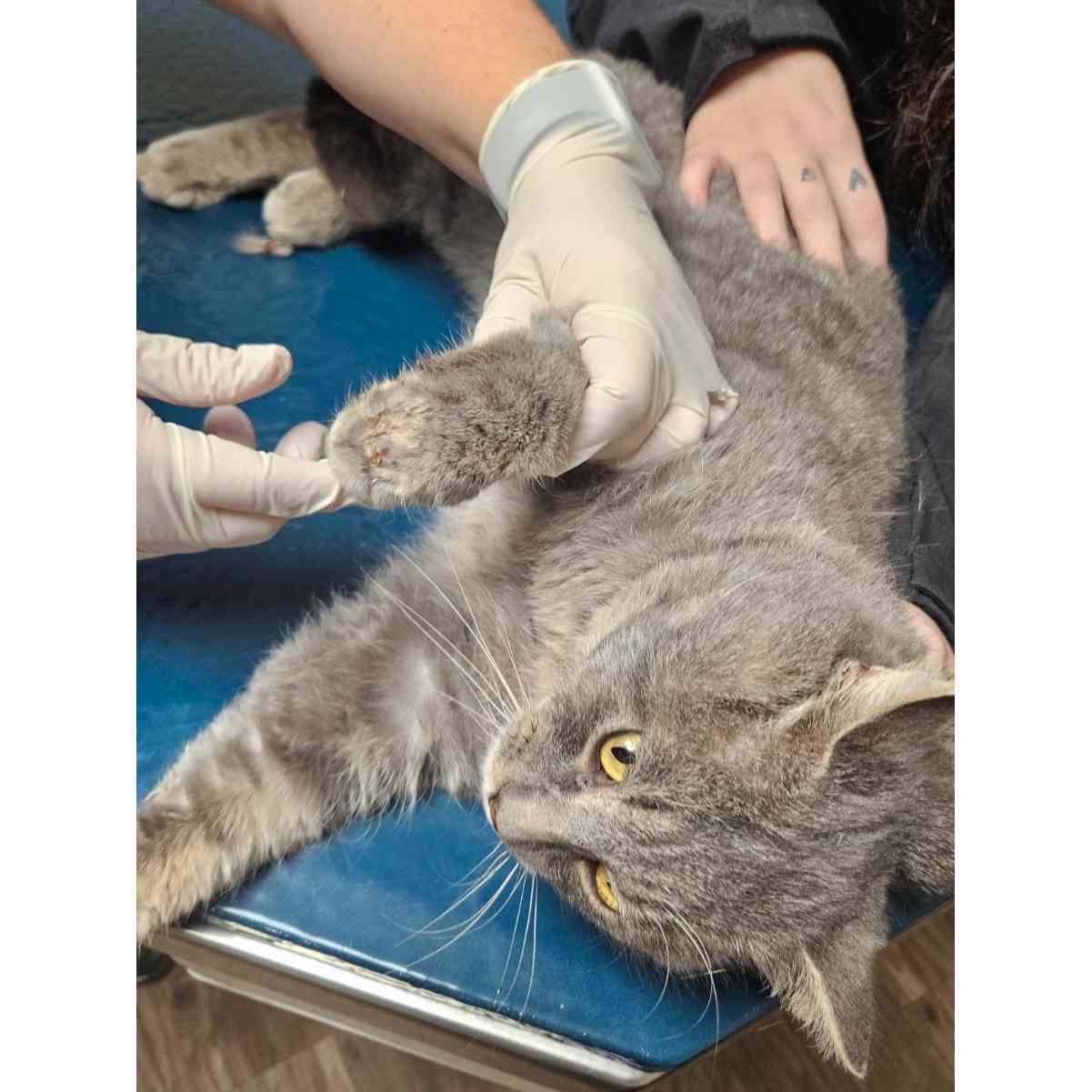 Donate to Leo | Support animal welfare with CUDDLY