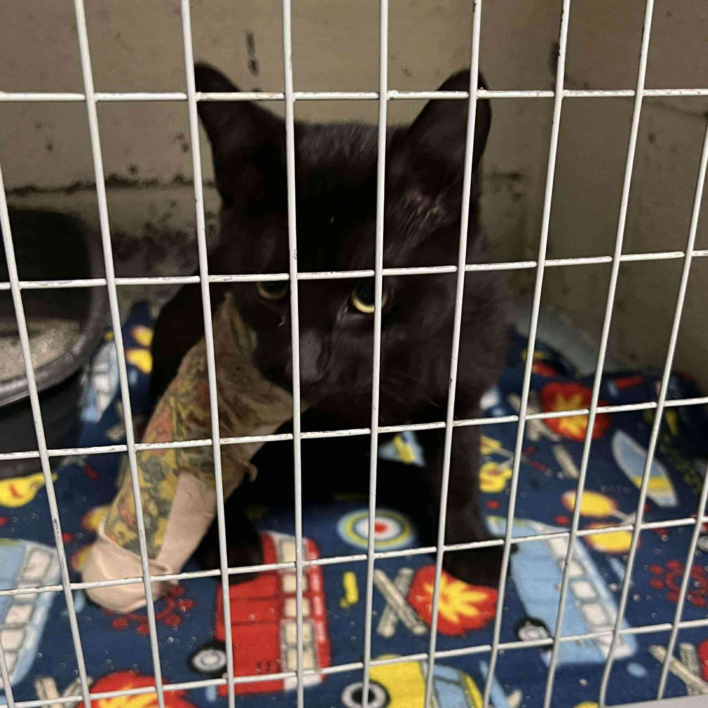 Donate to This Injured Kitty | Support animal welfare with CUDDLY