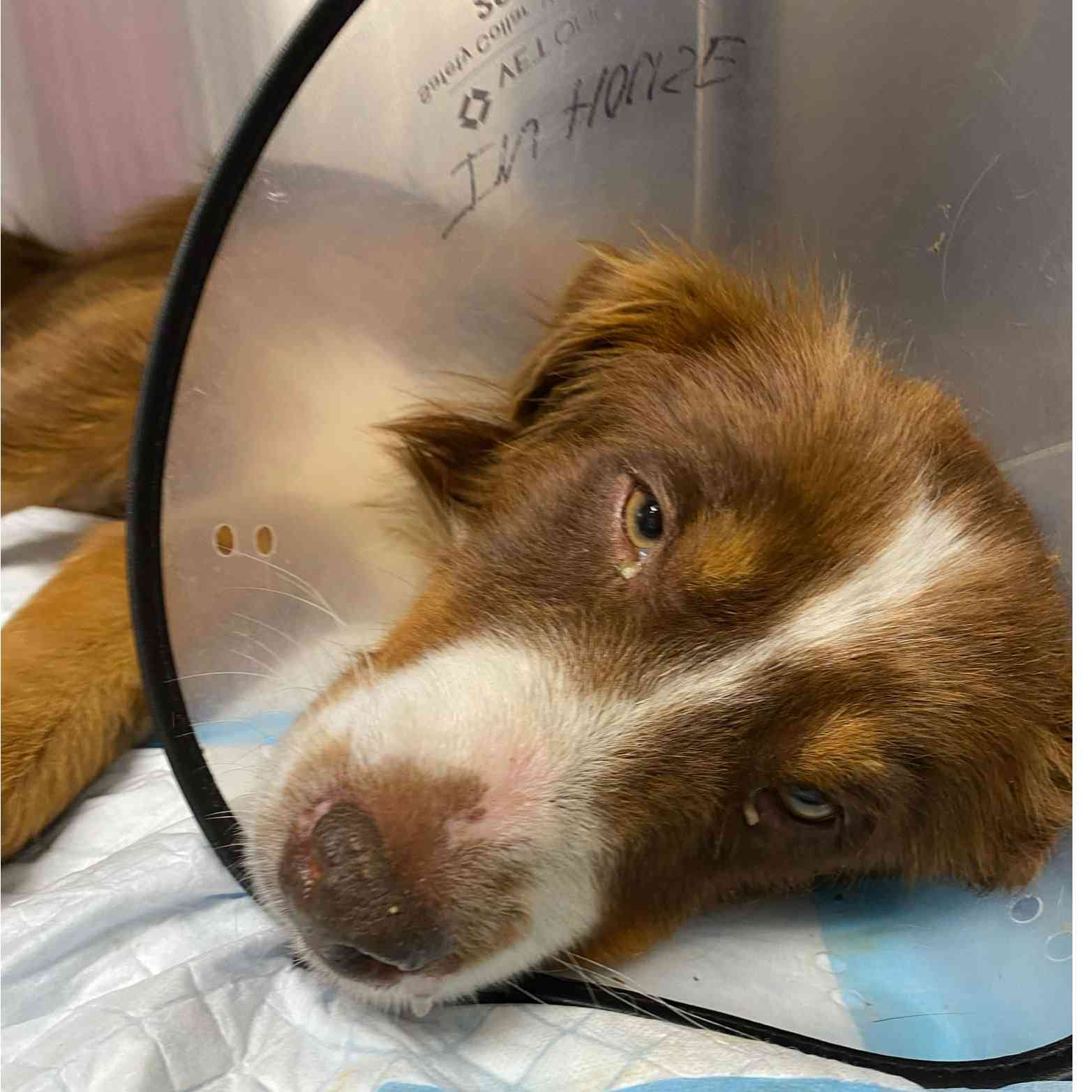 Donate to Peanut Butter | Support animal welfare with CUDDLY