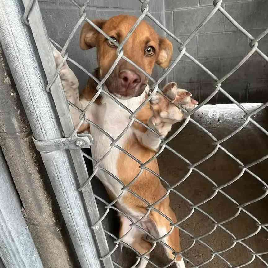 Donate to These 10 Pups | Support animal welfare with CUDDLY