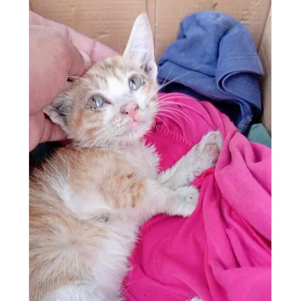 Donate to Amber | Support animal welfare with CUDDLY