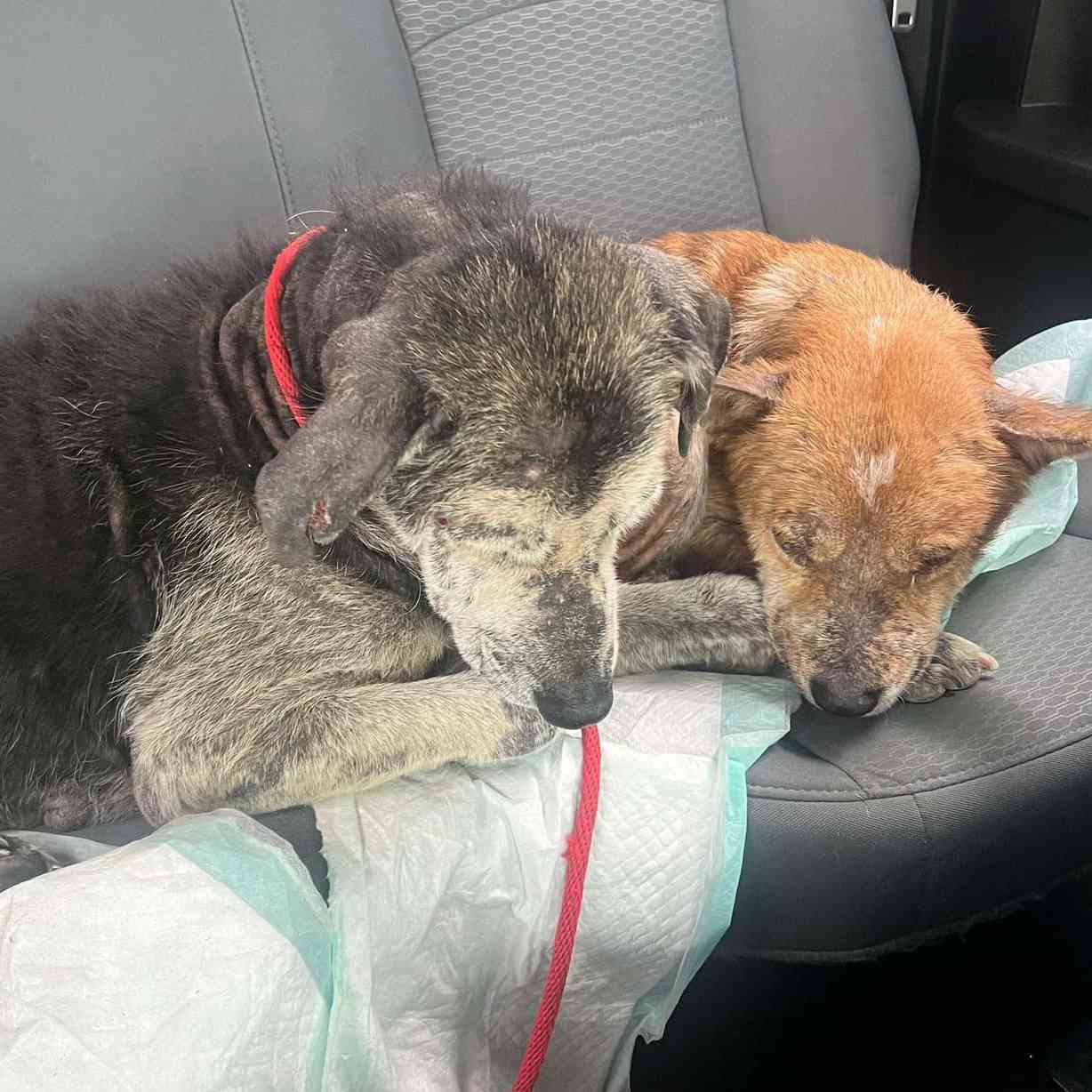 Donate to Batman and Robin | Support animal welfare with CUDDLY