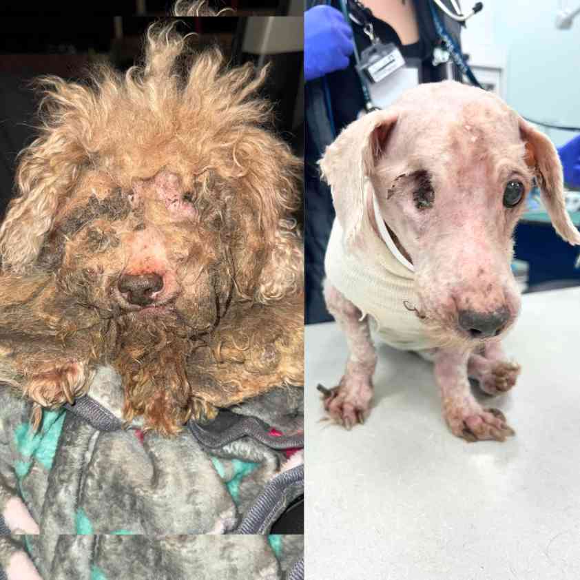 Donate to Milo | Support animal welfare with CUDDLY