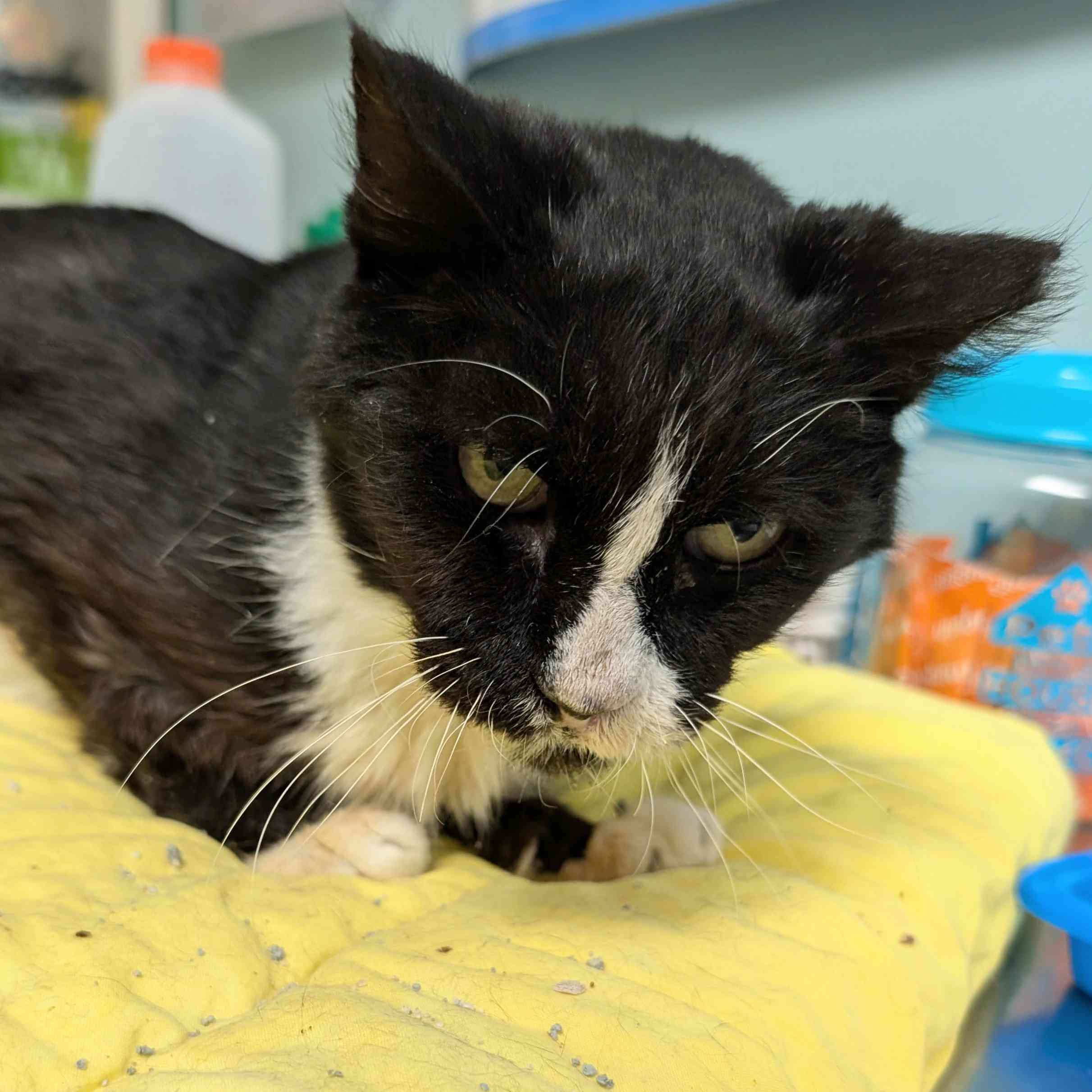 Donate to Socks | Support animal welfare with CUDDLY