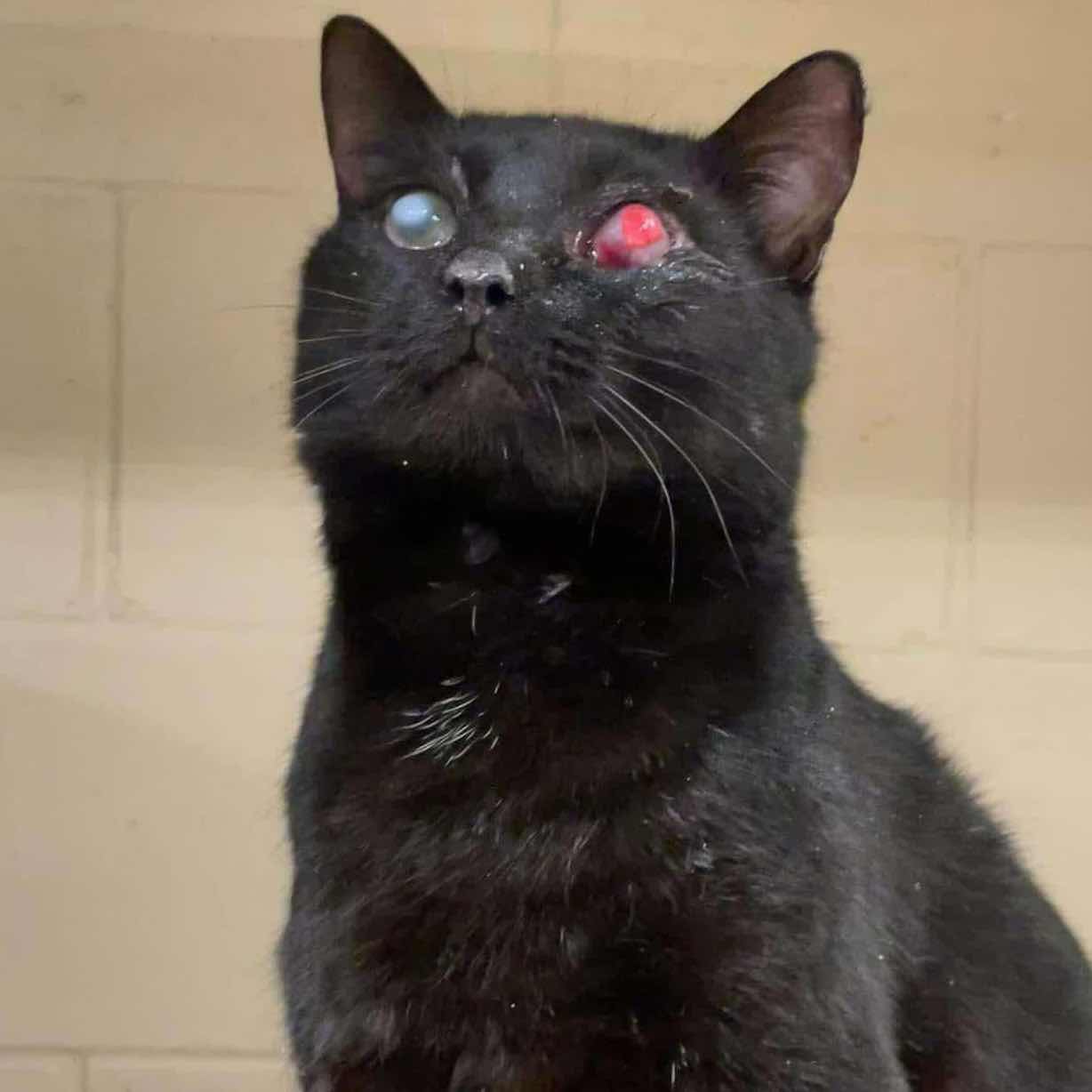 Donate to Nigel | Support animal welfare with CUDDLY