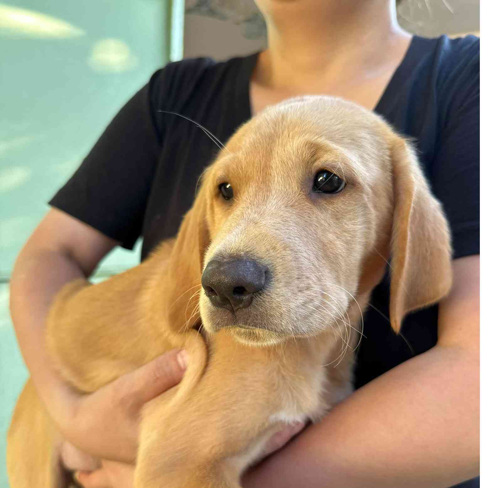 Donate to Save These Pups | Support animal welfare with CUDDLY