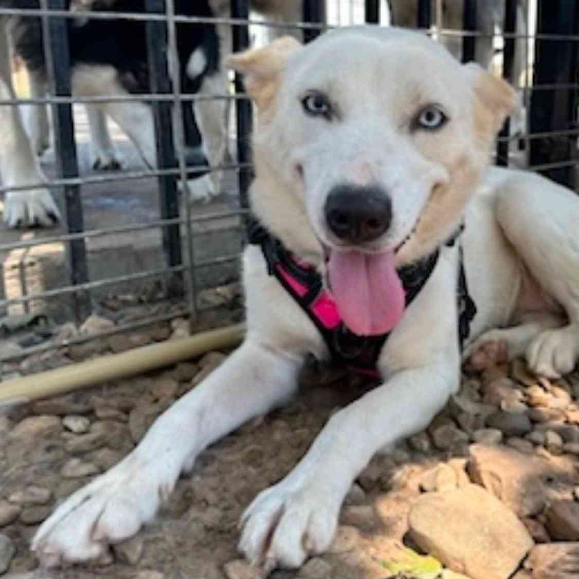 Donate to Save Our Rescue | Support animal welfare with CUDDLY