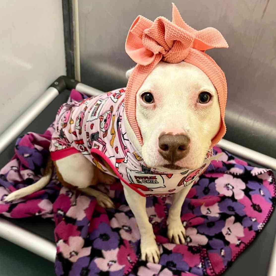 Donate to Rila | Support animal welfare with CUDDLY