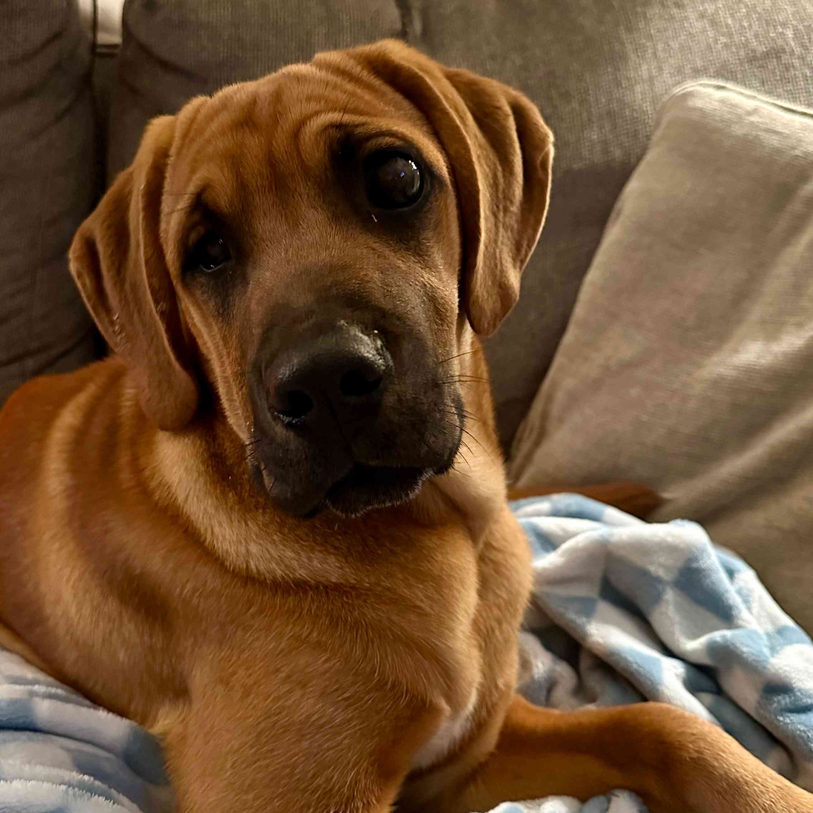 Donate to Tank - double enucleation | Support animal welfare with CUDDLY