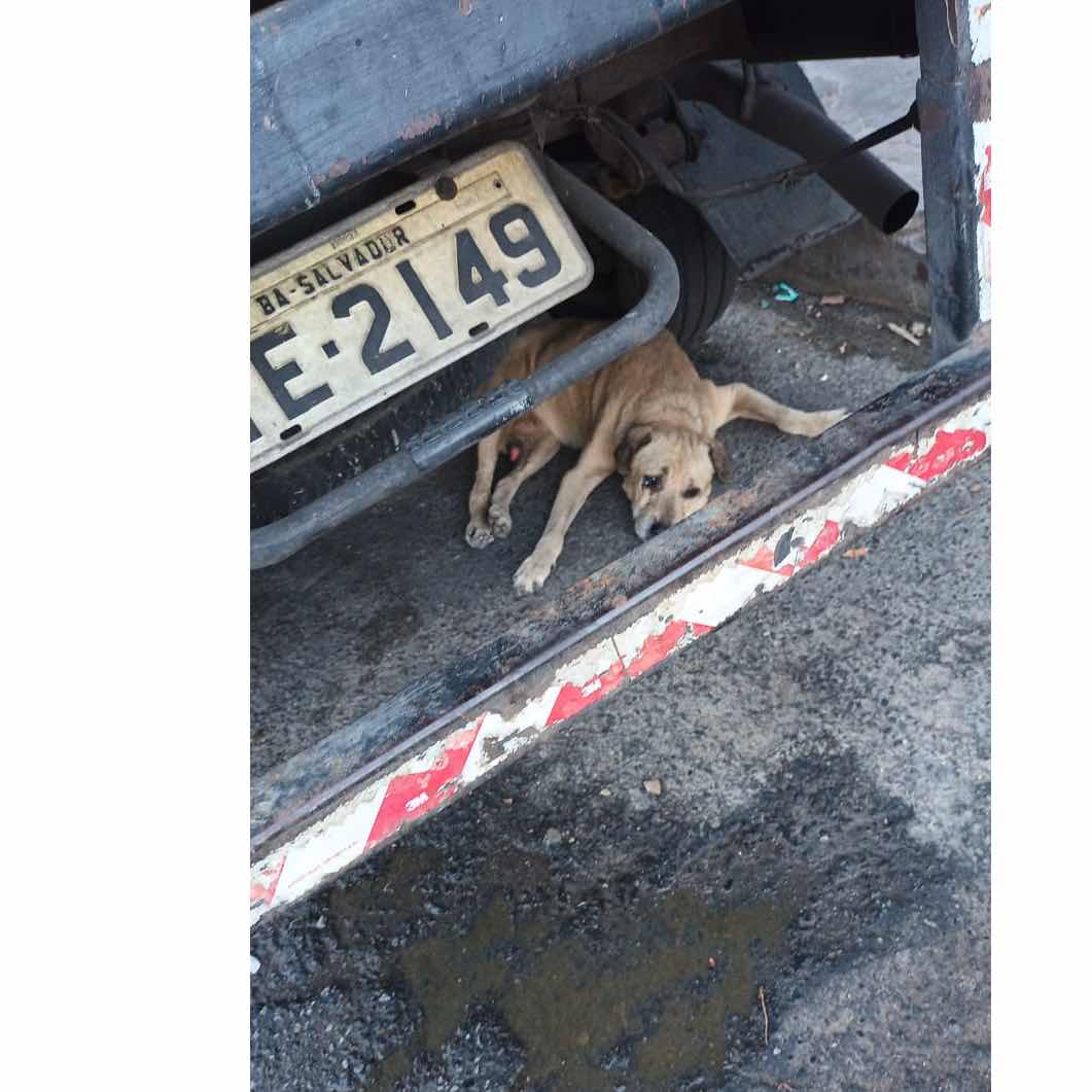 Donate to Sick stray animal needs to be rescued | Support animal ...