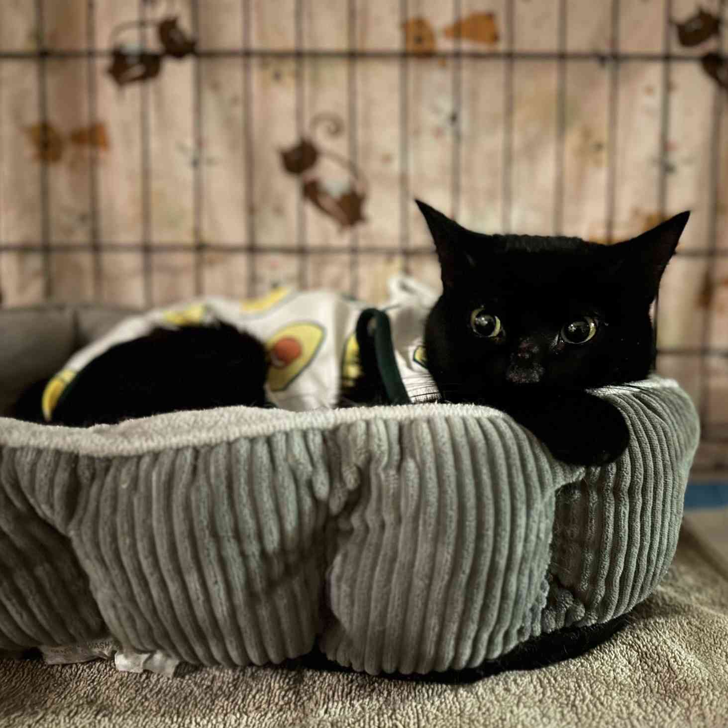 Donate to Tamari | Support animal welfare with CUDDLY