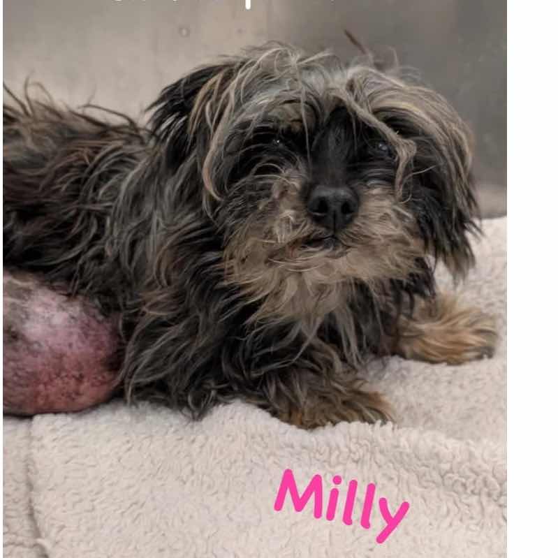 Donate to Milly | Support animal welfare with CUDDLY