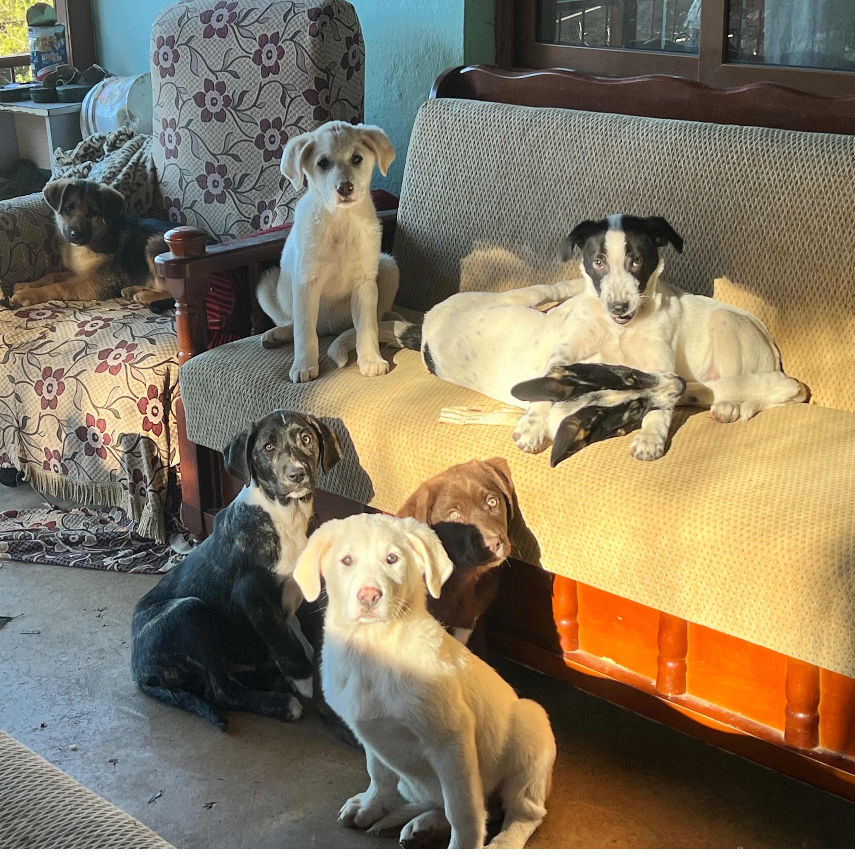 Donate to Our Puppies | Support animal welfare with CUDDLY