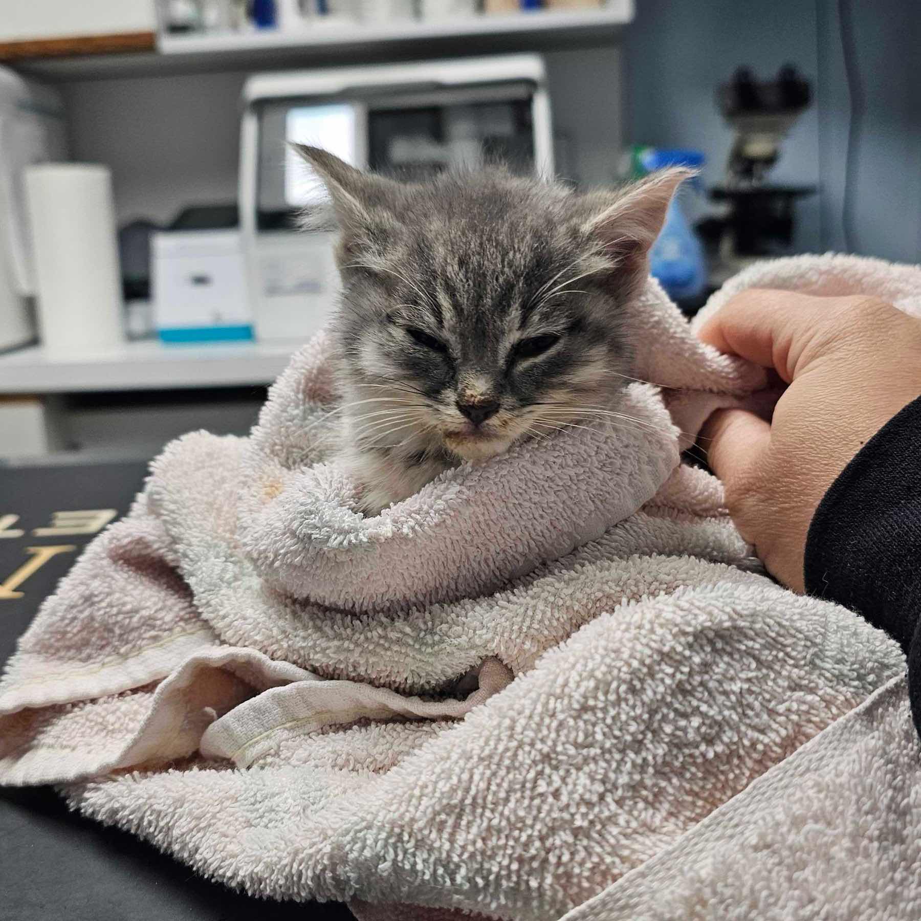 Donate to Houdini | Support animal welfare with CUDDLY