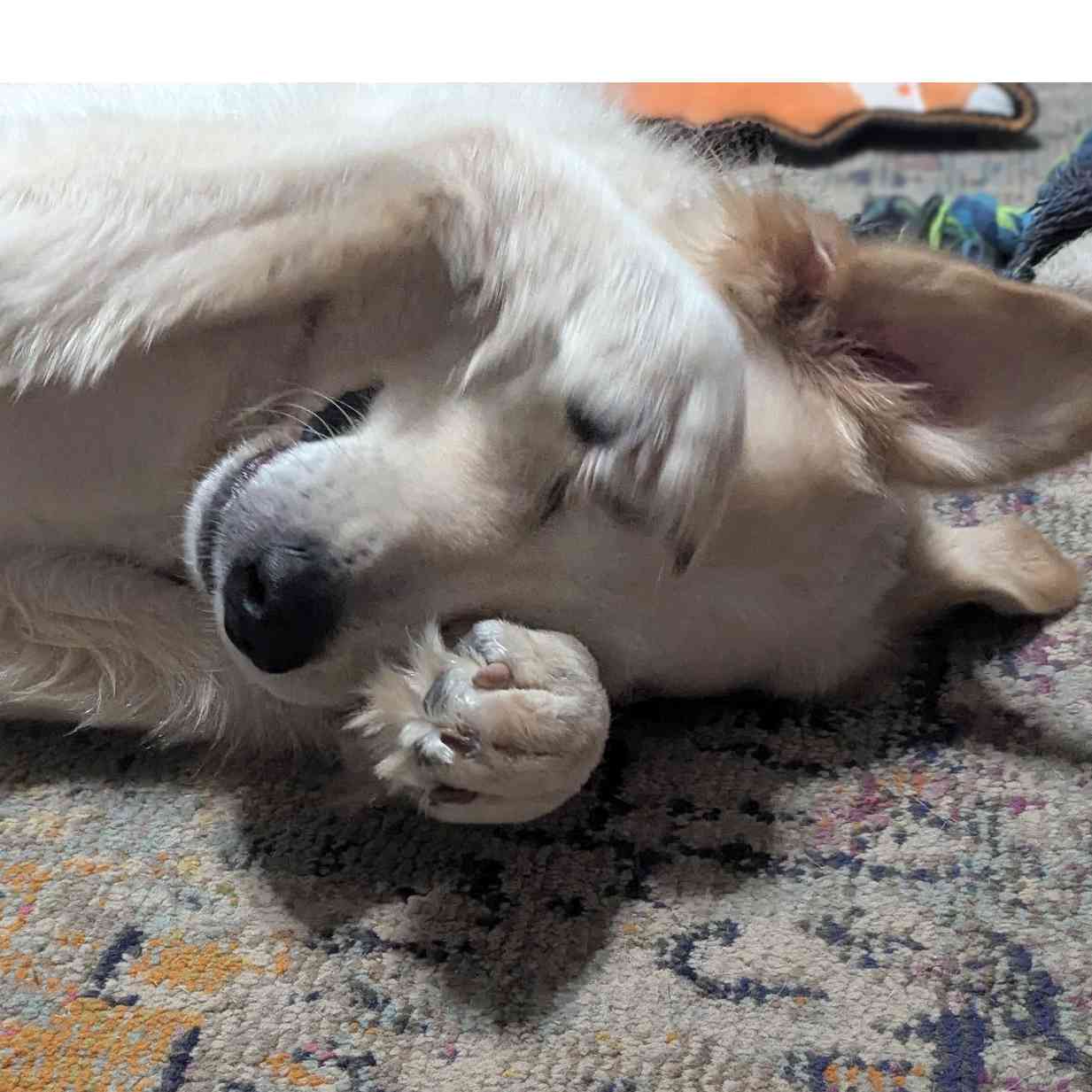 Donate to These Struggling Puppies | Support animal welfare with CUDDLY