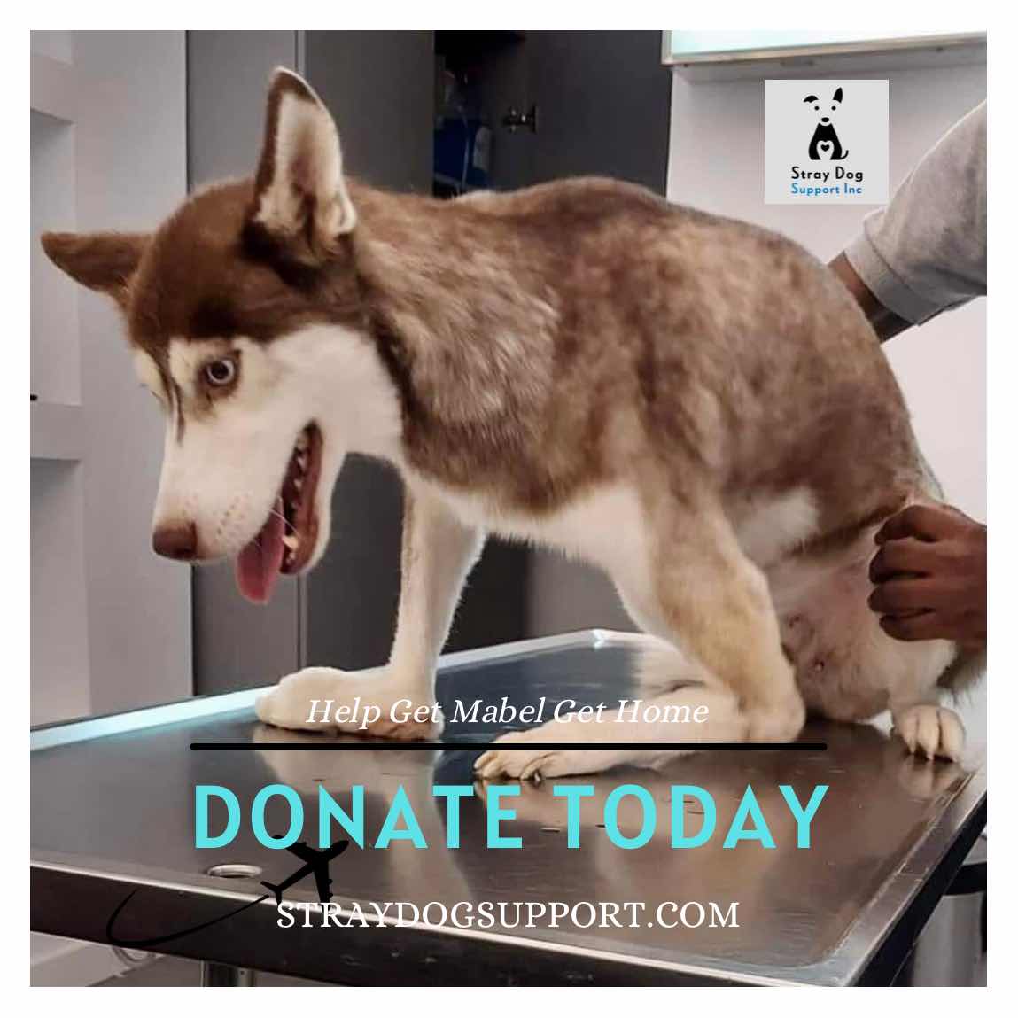 Donate to Mabel | Support animal welfare with CUDDLY