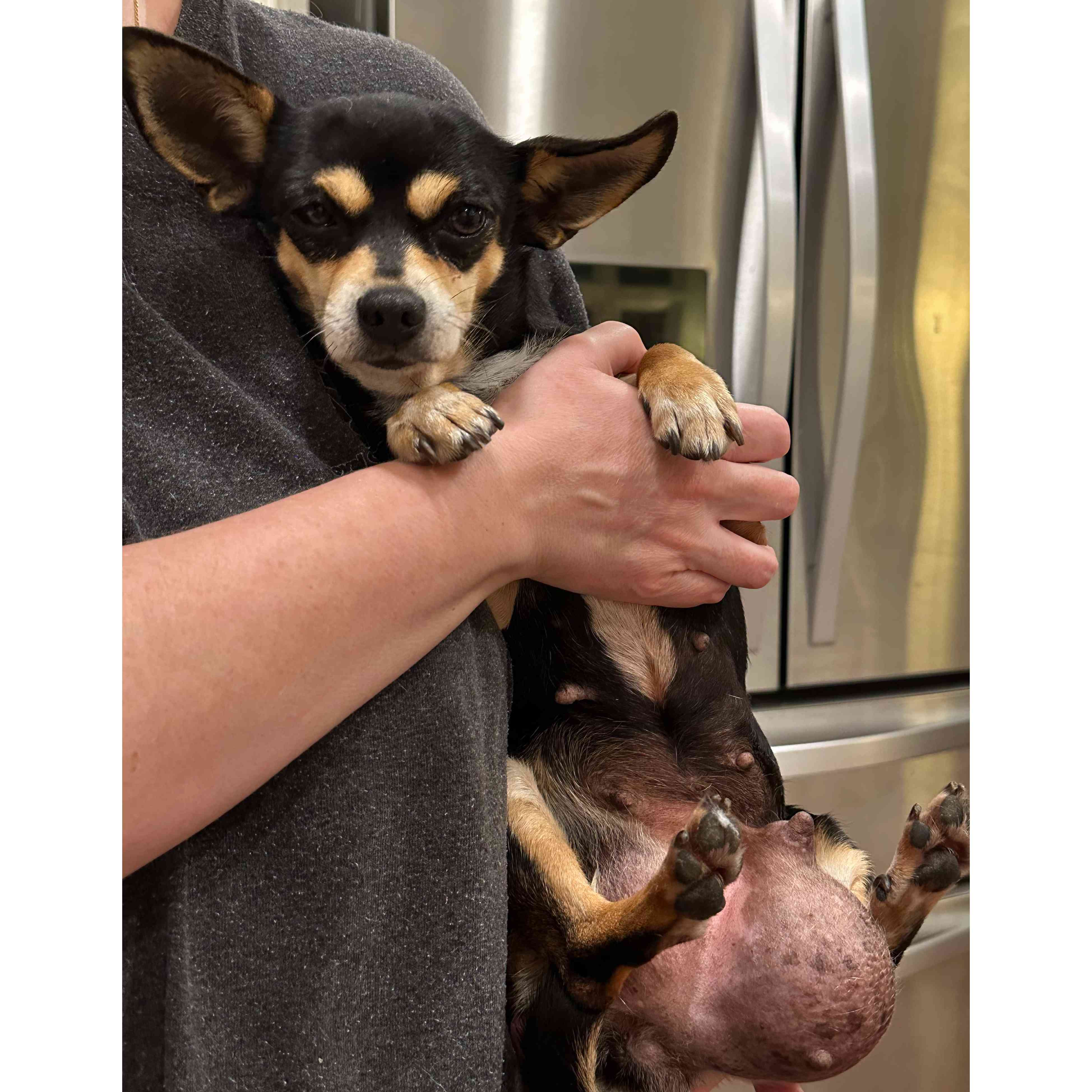 Donate to Chispa | Support animal welfare with CUDDLY