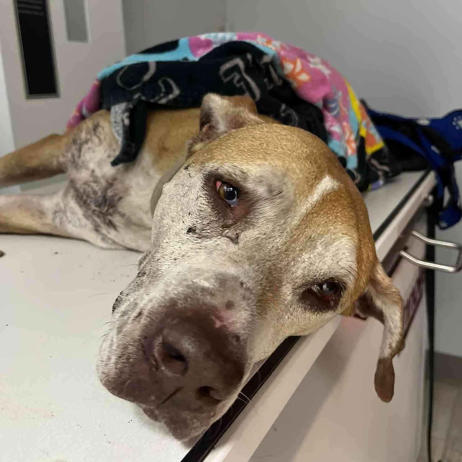 Donate to Emily | Support animal welfare with CUDDLY