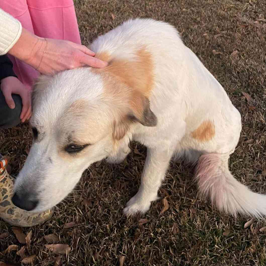 Donate to Pearl | Support animal welfare with CUDDLY