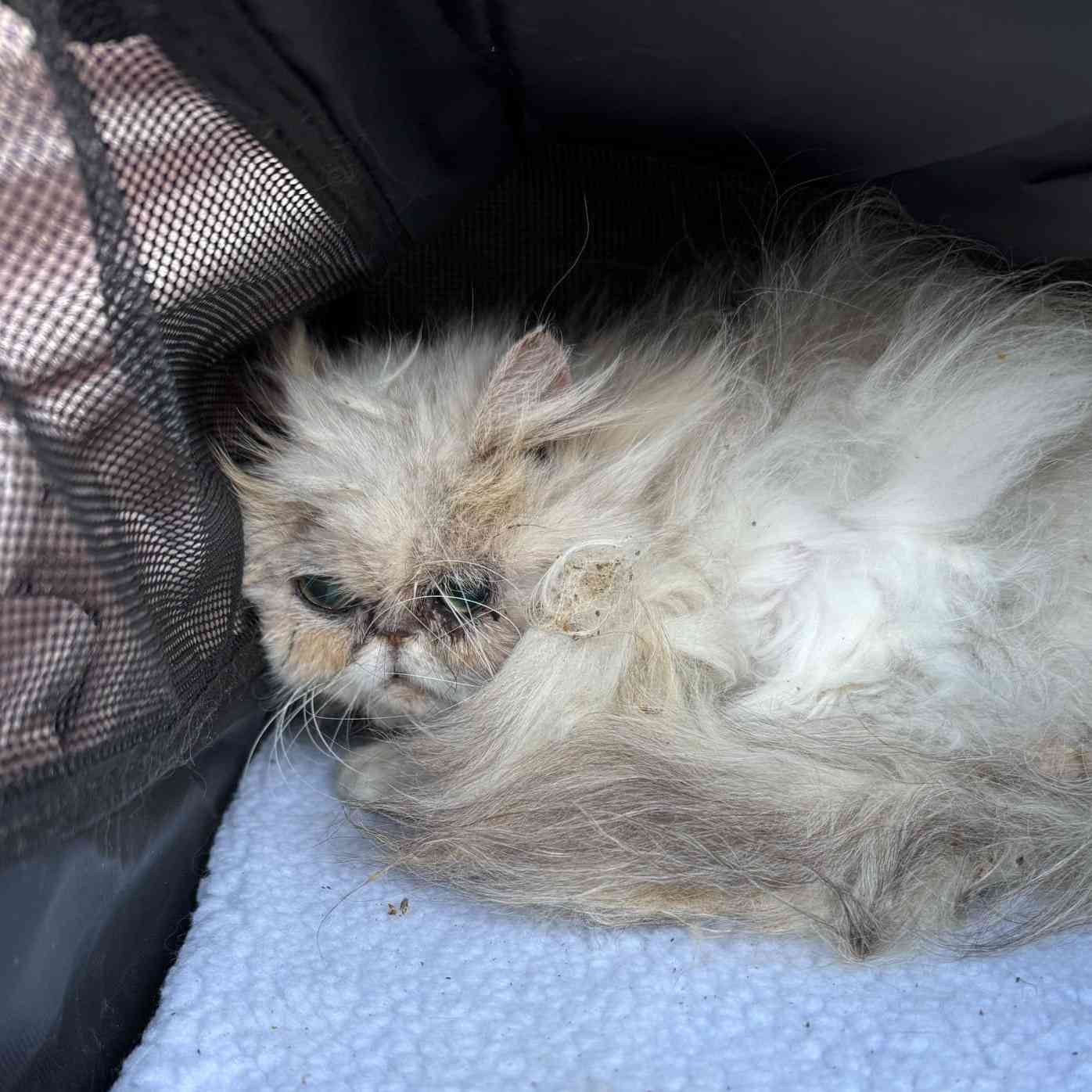 Donate to These Neglected Kitties | Support animal welfare with CUDDLY