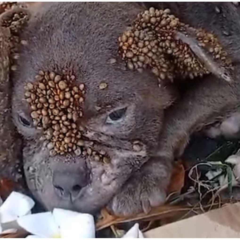 Donate to Abandoned sick dog infested with ticks needs help | Support ...