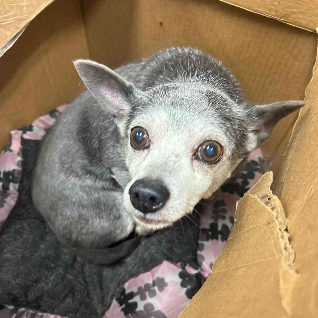 Donate to Lance | Support animal welfare with CUDDLY