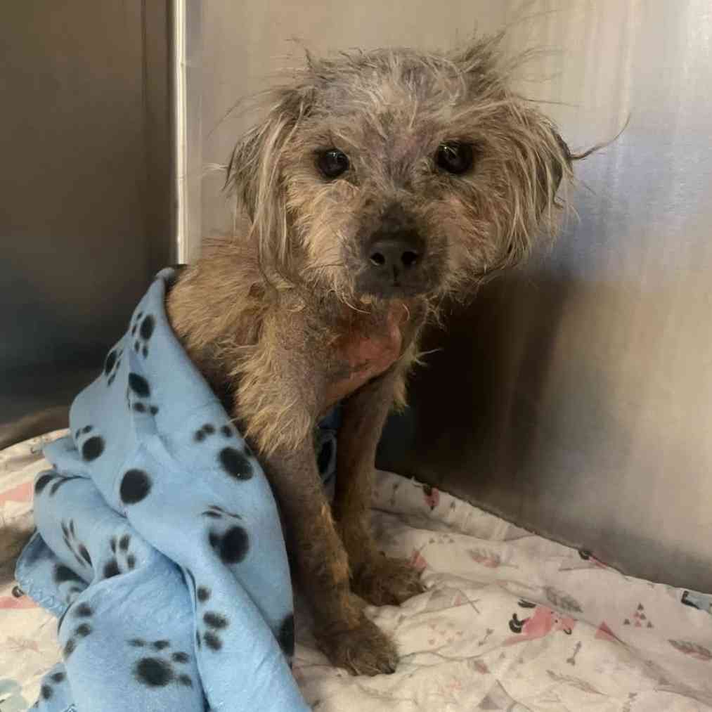 Donate to Logan | Support animal welfare with CUDDLY