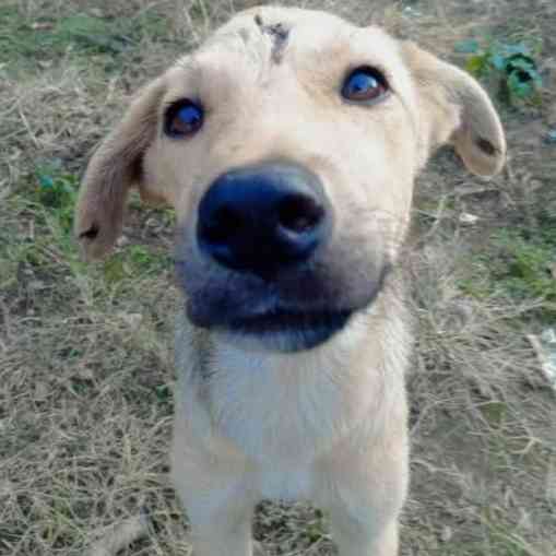 Donate to Tito | Support animal welfare with CUDDLY