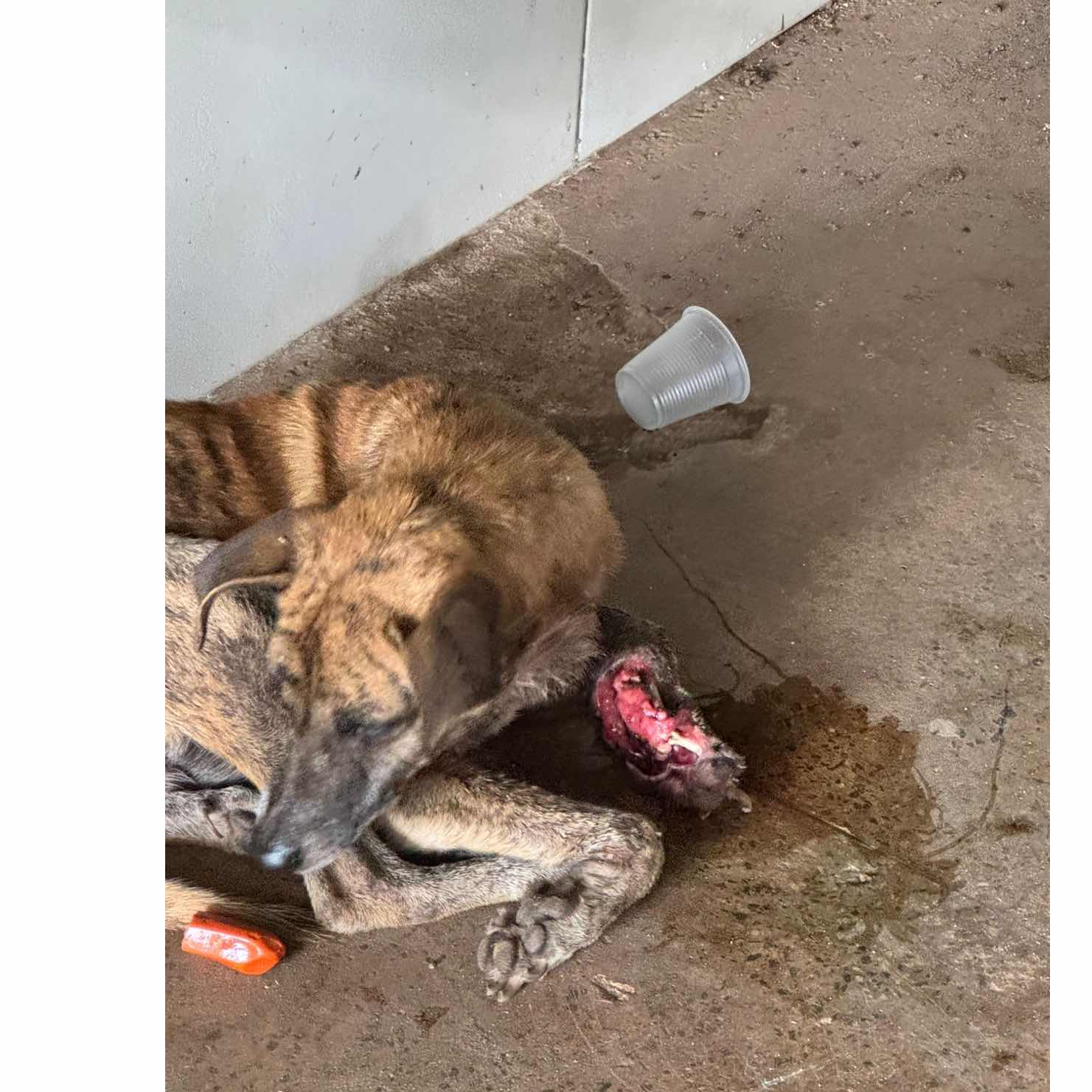 Donate to Severely injured stray dog needs urgent medical help ...