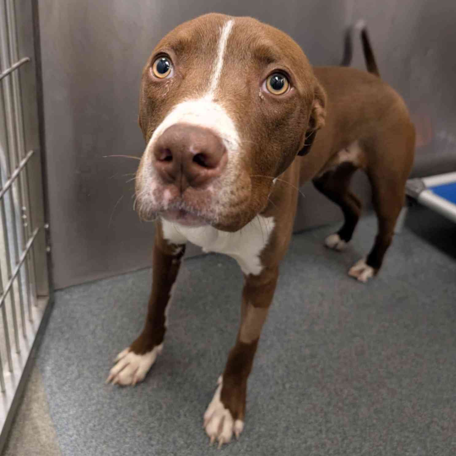 Donate to Griff | Support animal welfare with CUDDLY