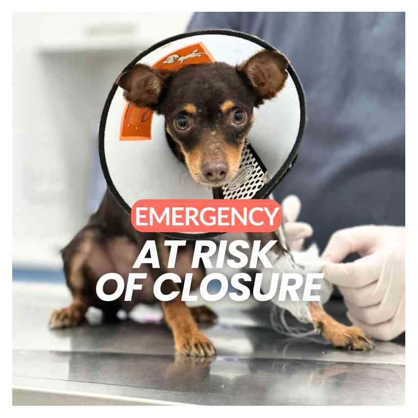 Donate to Our Rescue | Support animal welfare with CUDDLY