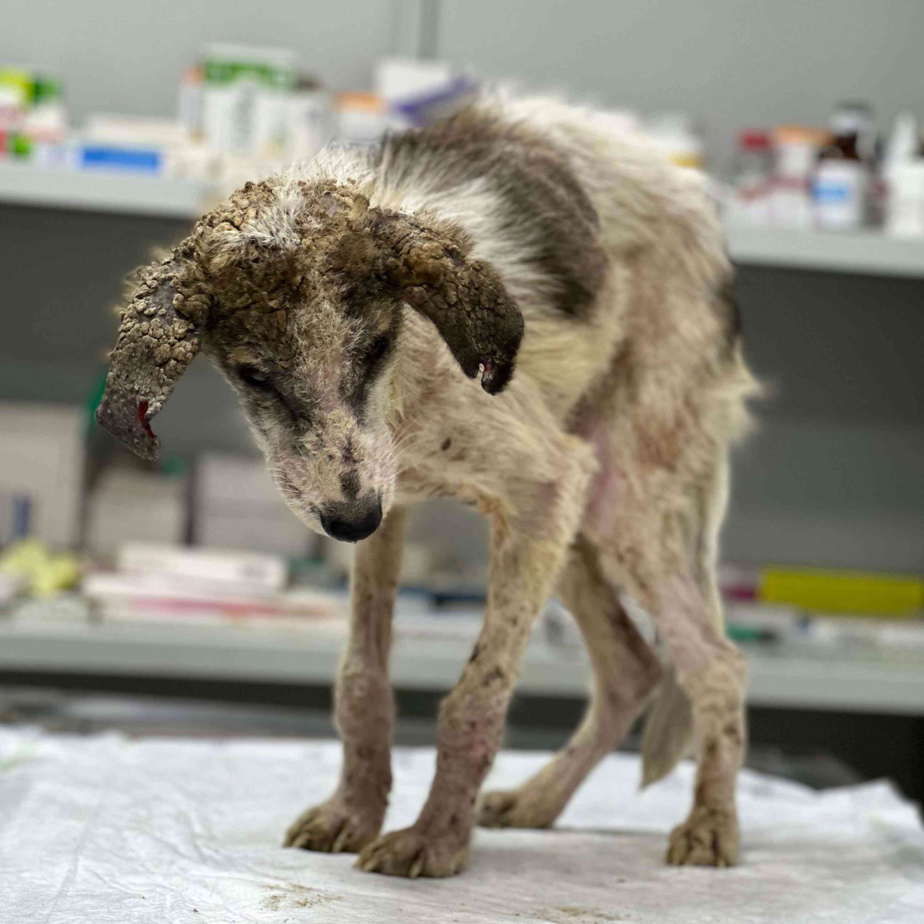 Donate to Robbie | Support animal welfare with CUDDLY